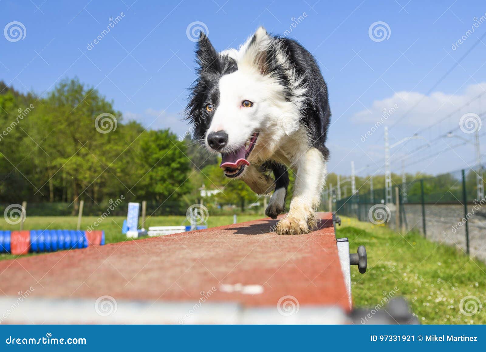 Border Collie Doing the Sport of Agility Stock Image - Image of ...