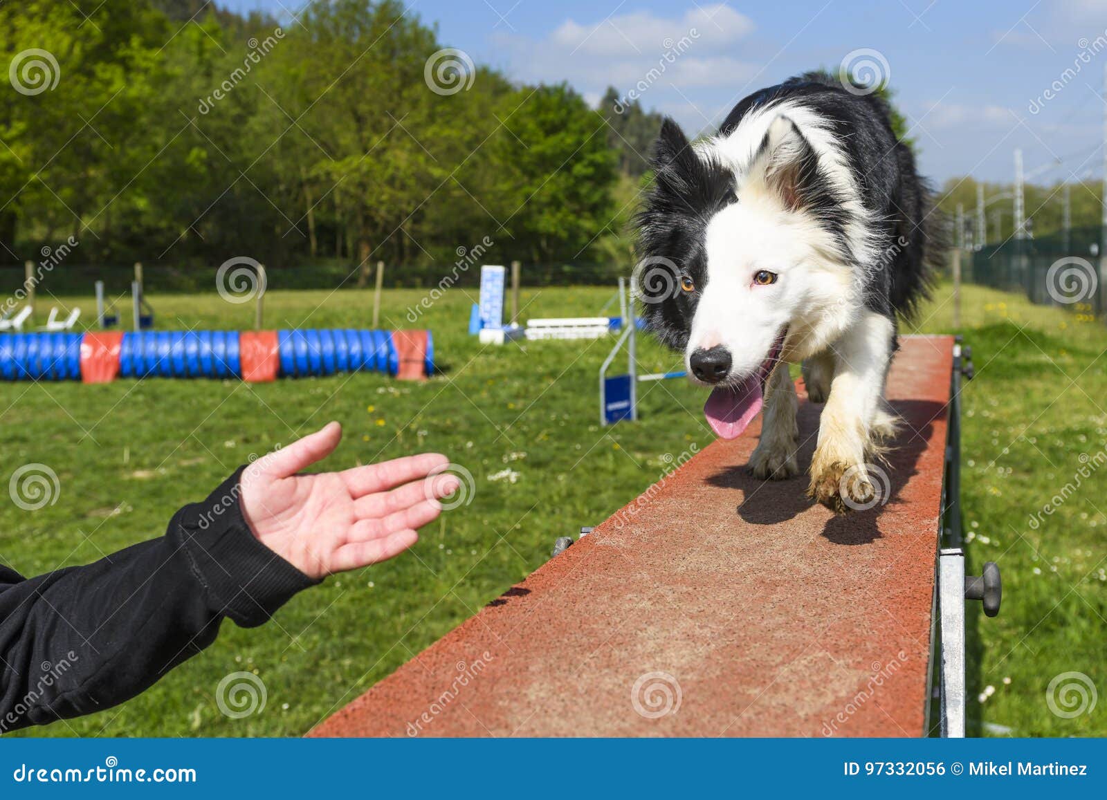 Border Collie Doing the Sport of Agility Stock Photo - Image of animal ...