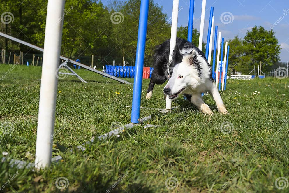 Border Collie Doing the Sport of Agility Stock Image - Image of white ...