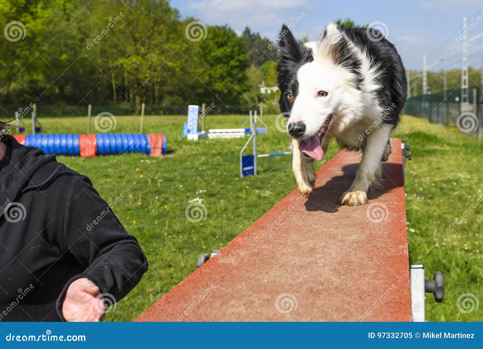 Border Collie Doing the Sport of Agility Stock Image - Image of ...