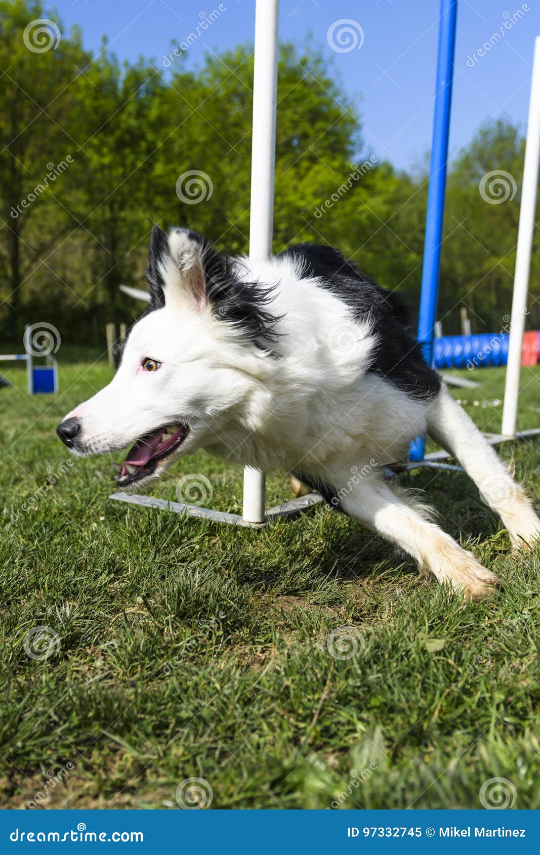 Border Collie Doing the Sport of Agility Stock Image - Image of ...