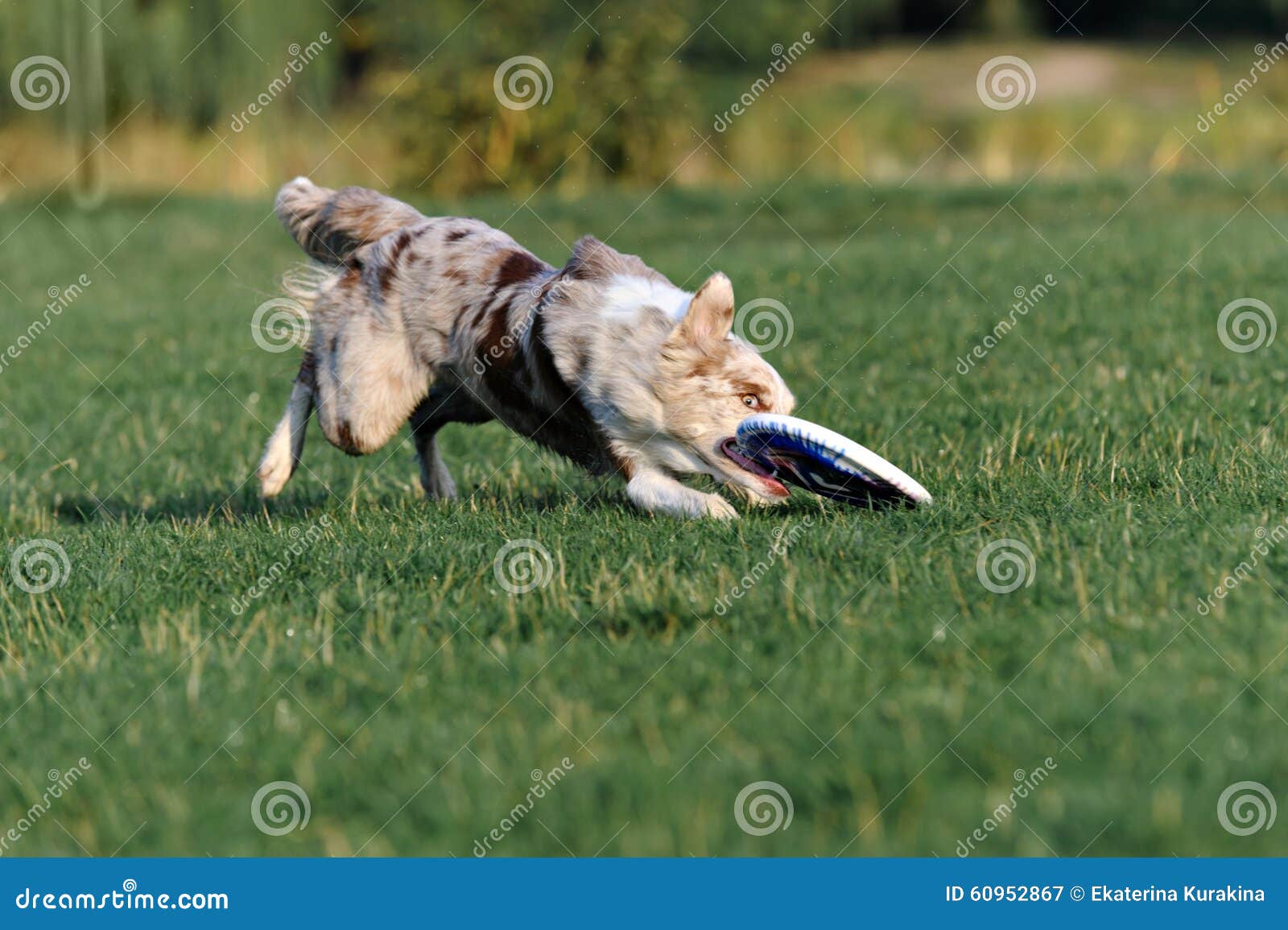 Border Collie Doing Tricks in the Park Stock Image - Image of agility ...