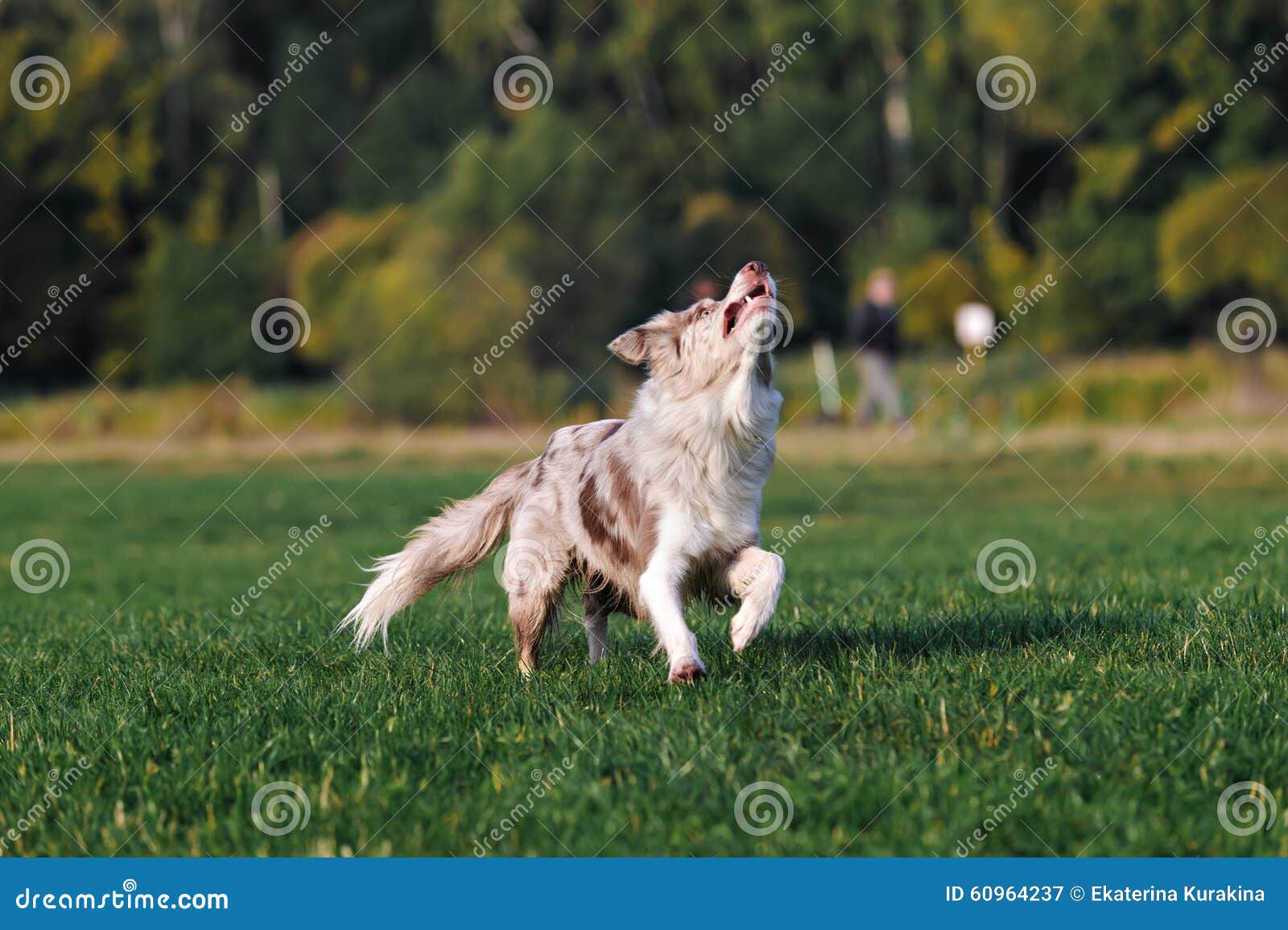 Border Collie Doing Tricks in the Park Stock Image - Image of ...