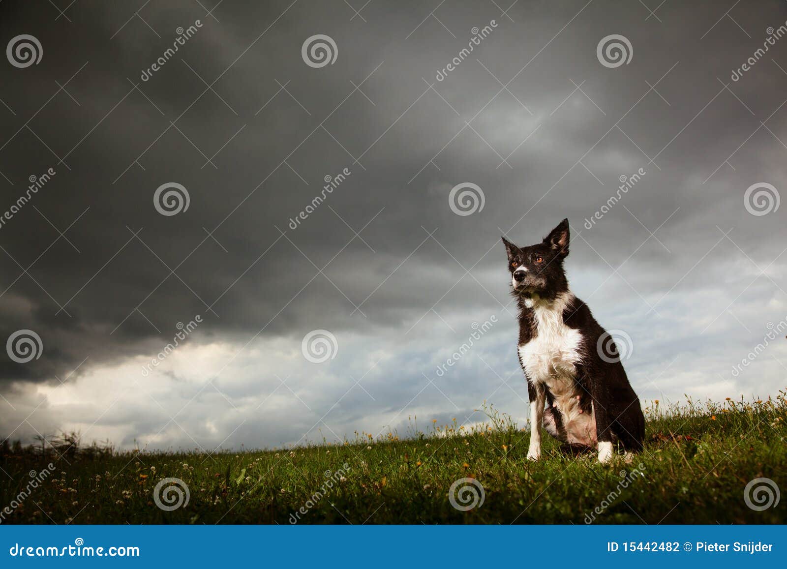 Border Collie with Dramatic Sky Stock Photo - Image of grass ...