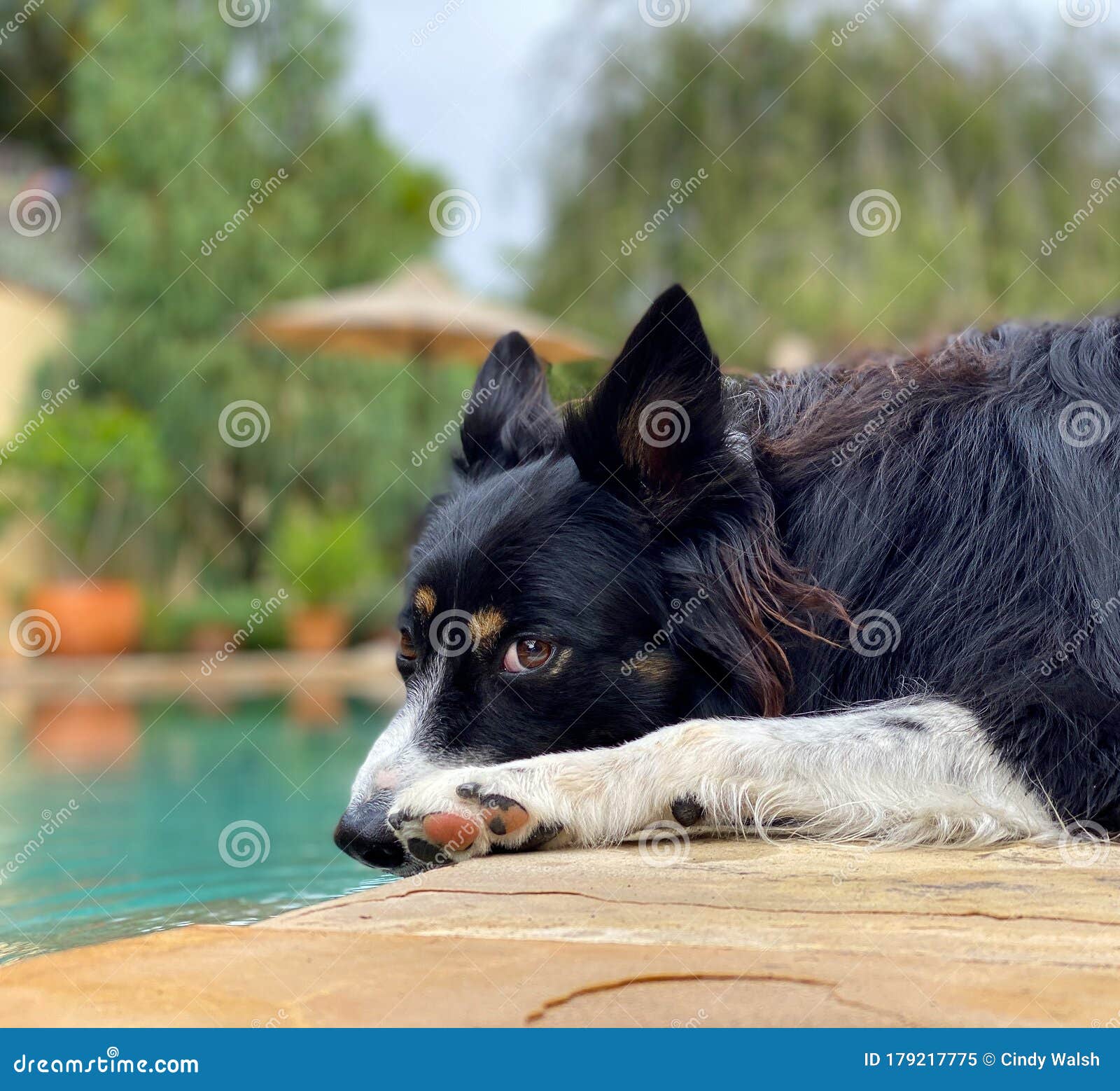 Border Collie Drinking Water Stock Image - Image of water, collie ...