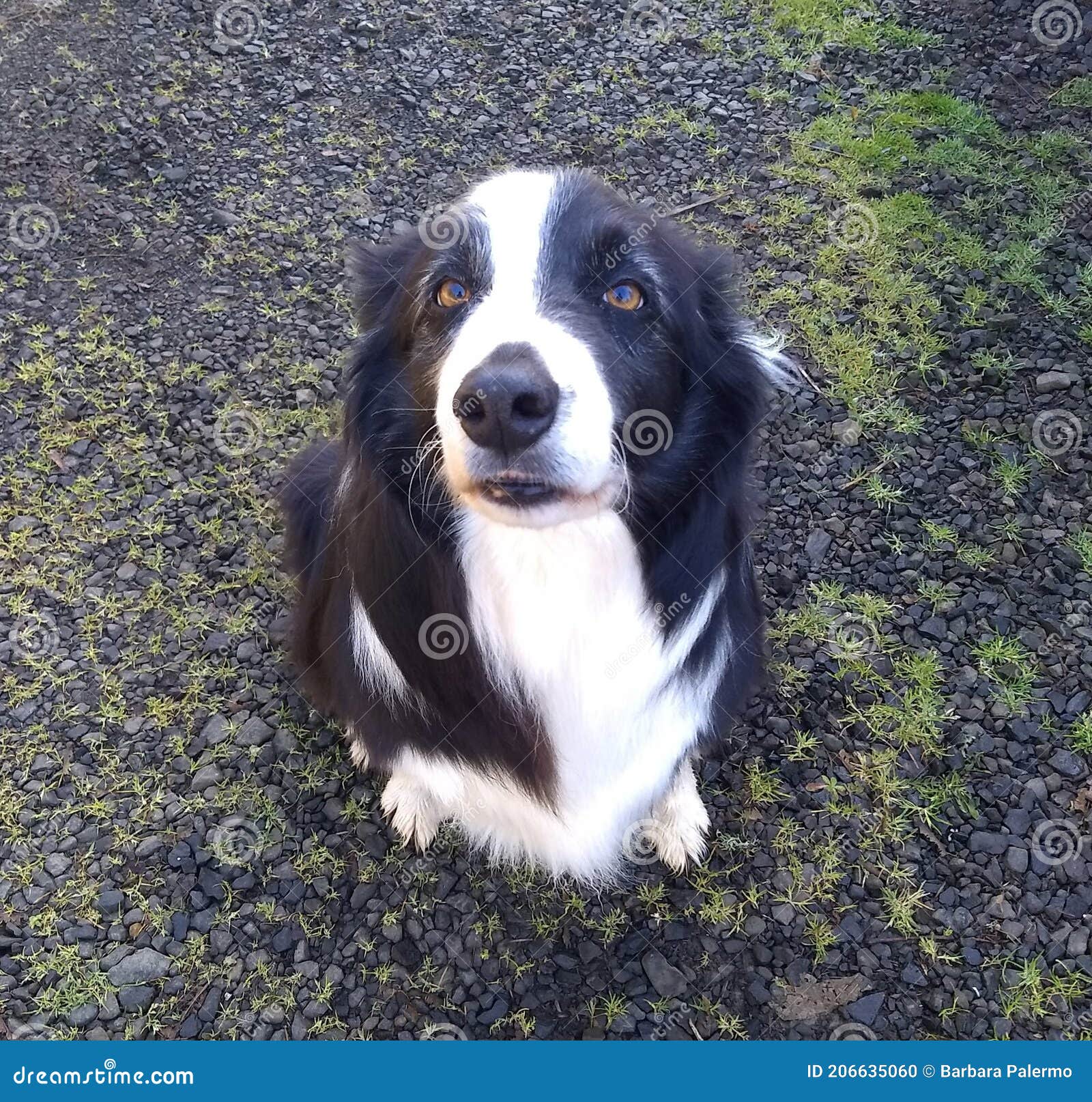 Border Collie with Ears Back Stock Photo - Image of mammal, ears: 206635060