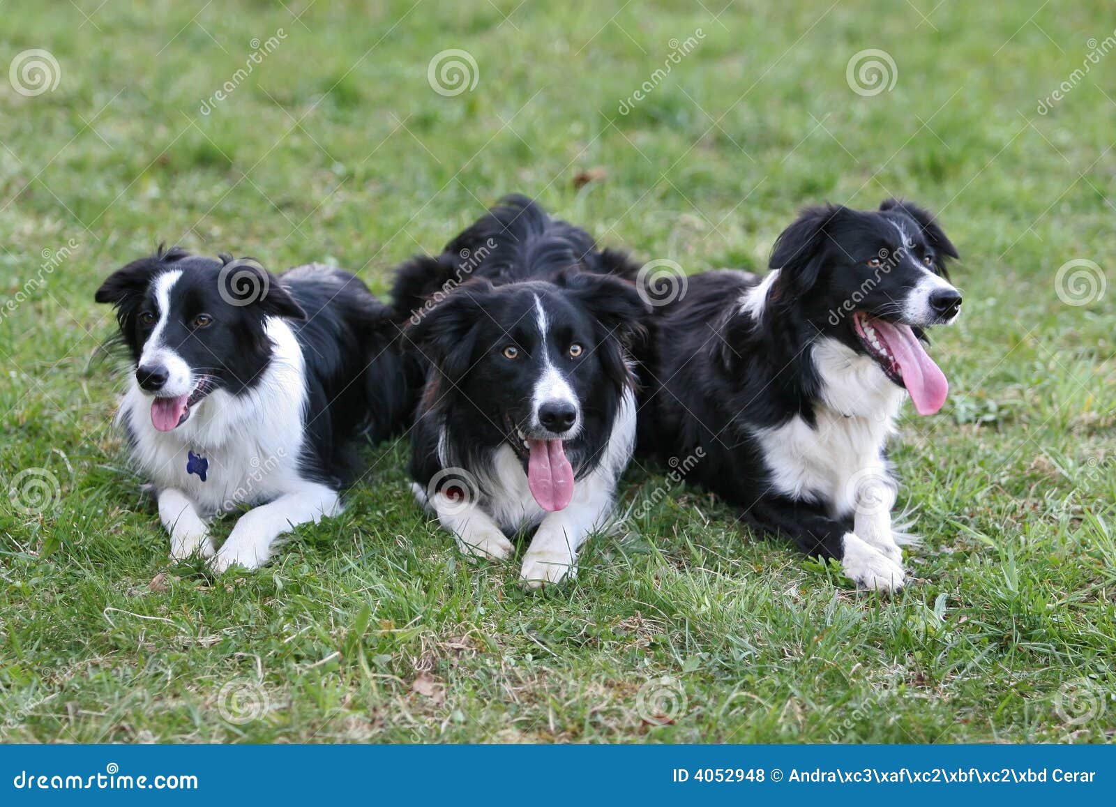 Border-Collie-Familie Bild. Bild: 4052948