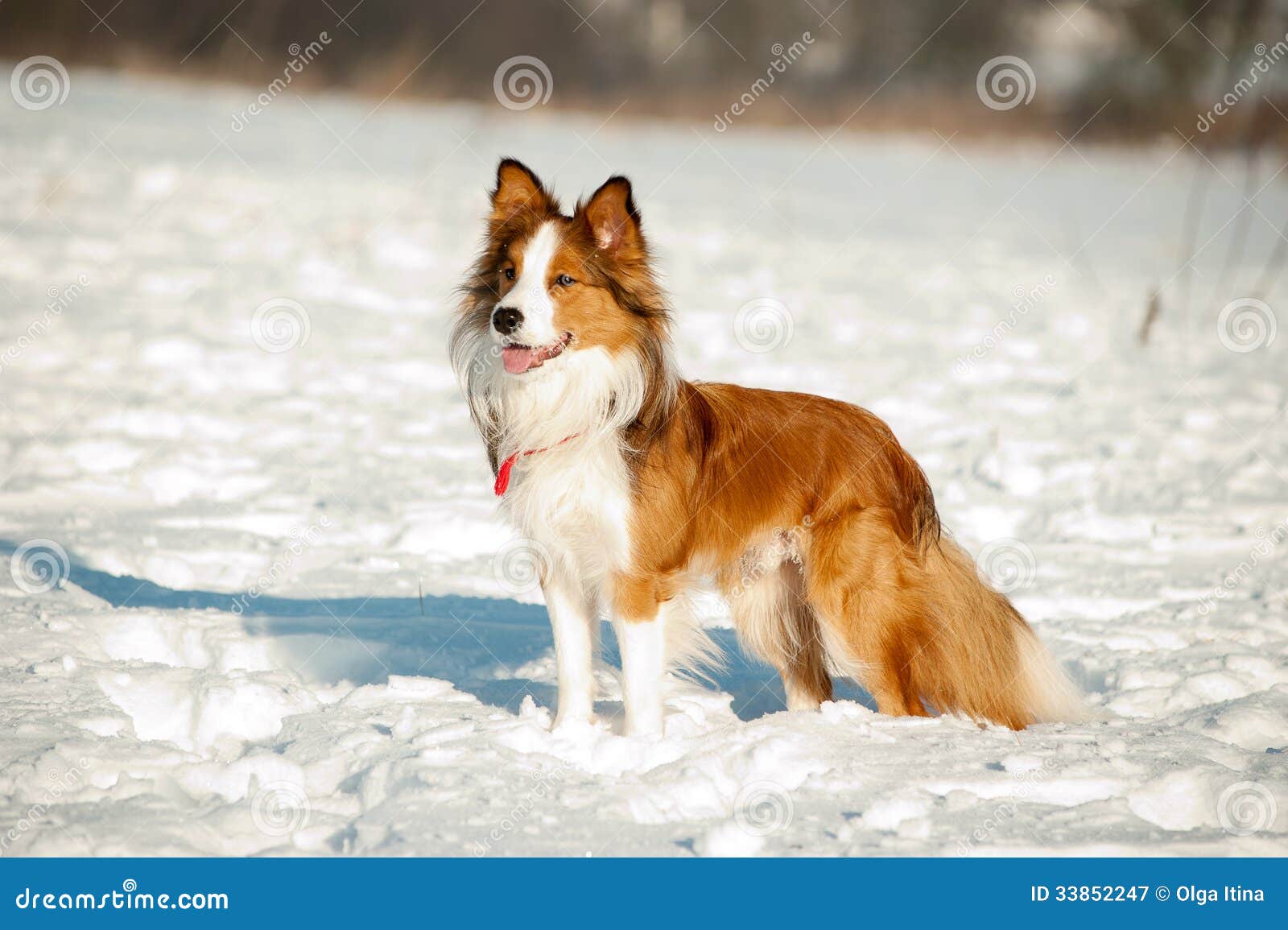 Border Collie Fun in Winter Stock Image - Image of golden, energy: 33852247