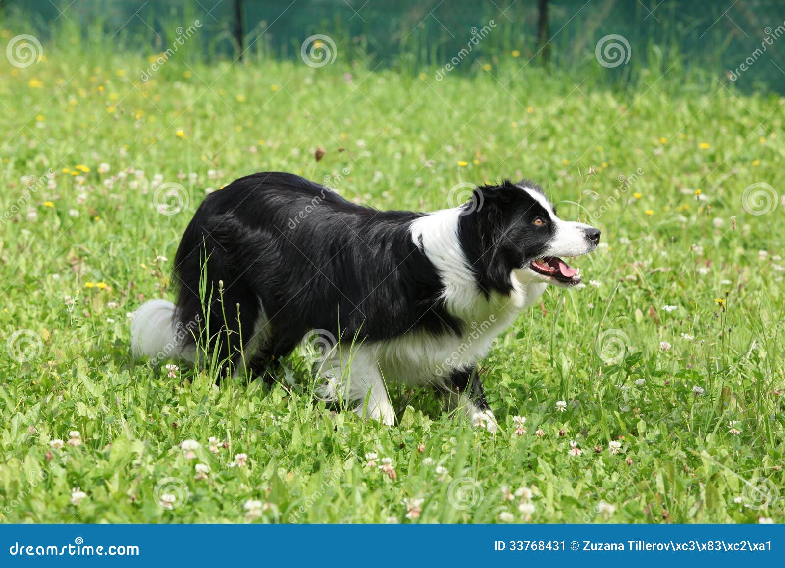 Border Collie in the Garden Stock Image - Image of small, pedigree ...