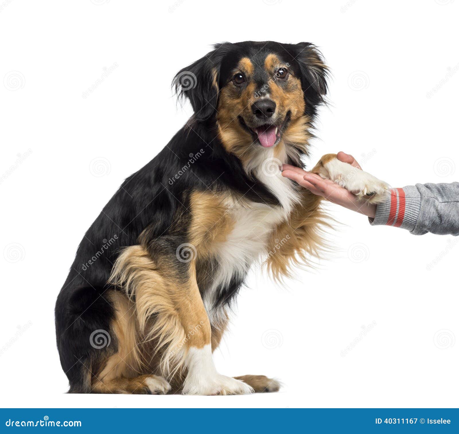Border Collie Giving His Paw (2 Years Old) Stock Image - Image of ...