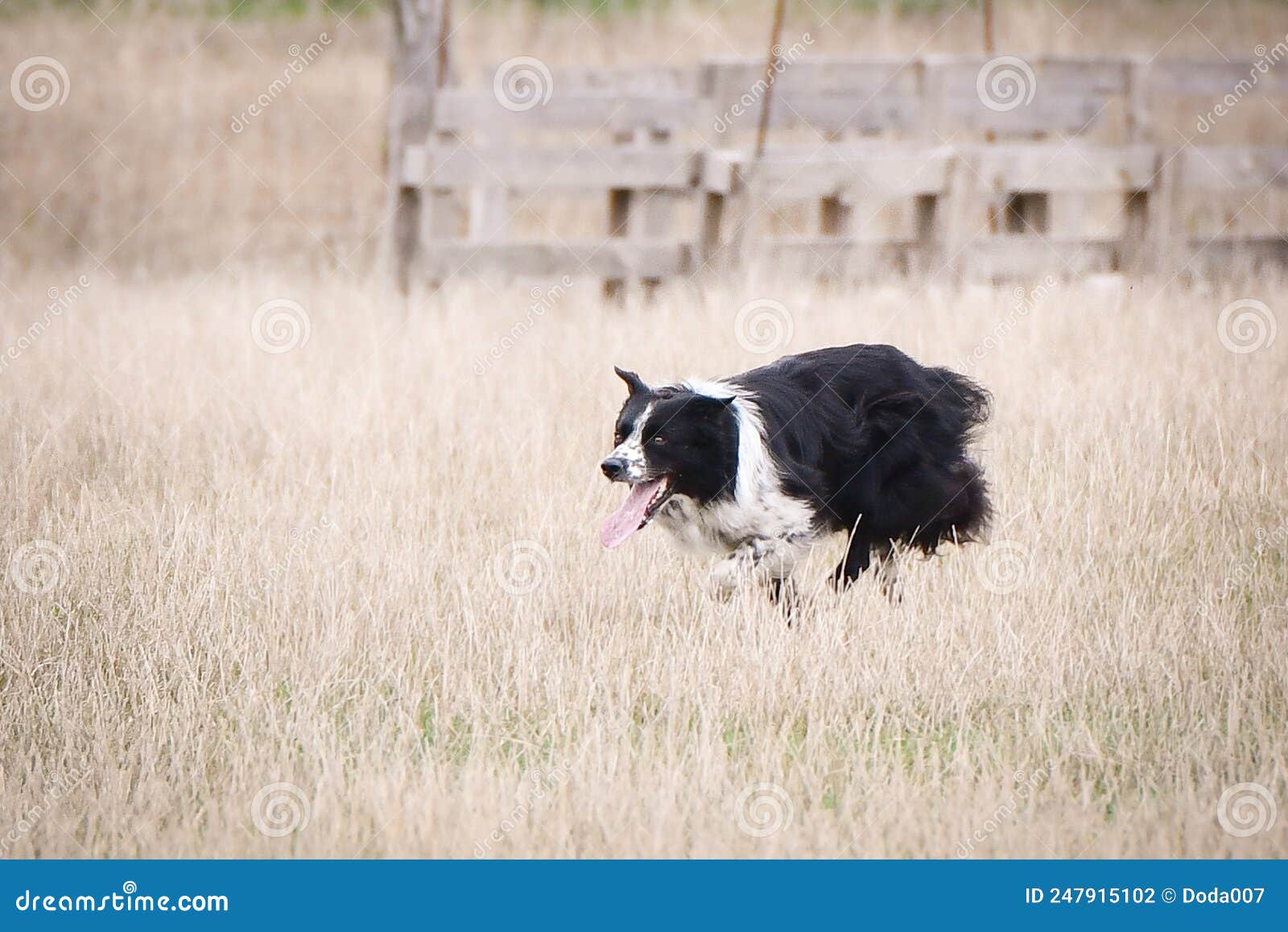Border Collie is Herding Sheep in Nature. Stock Photo - Image of ...