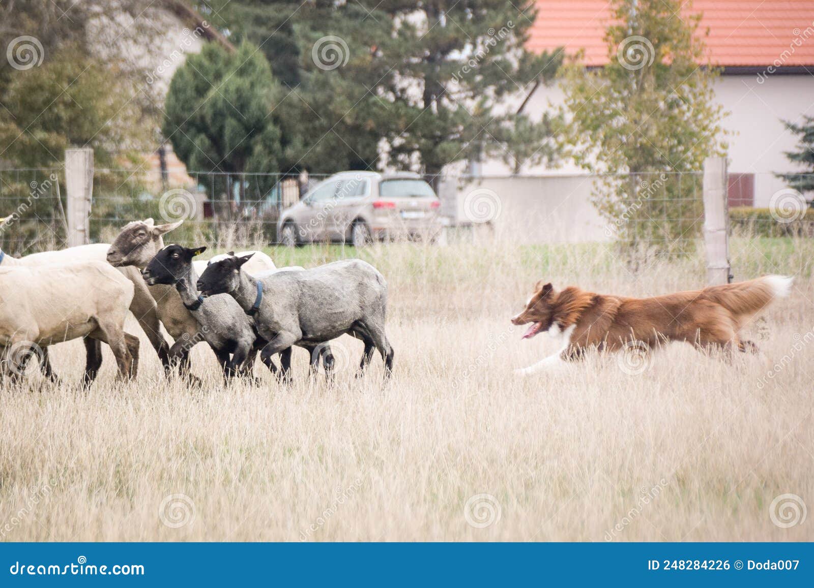 Border Collie is Herding Sheep in Nature. Stock Photo - Image of border ...
