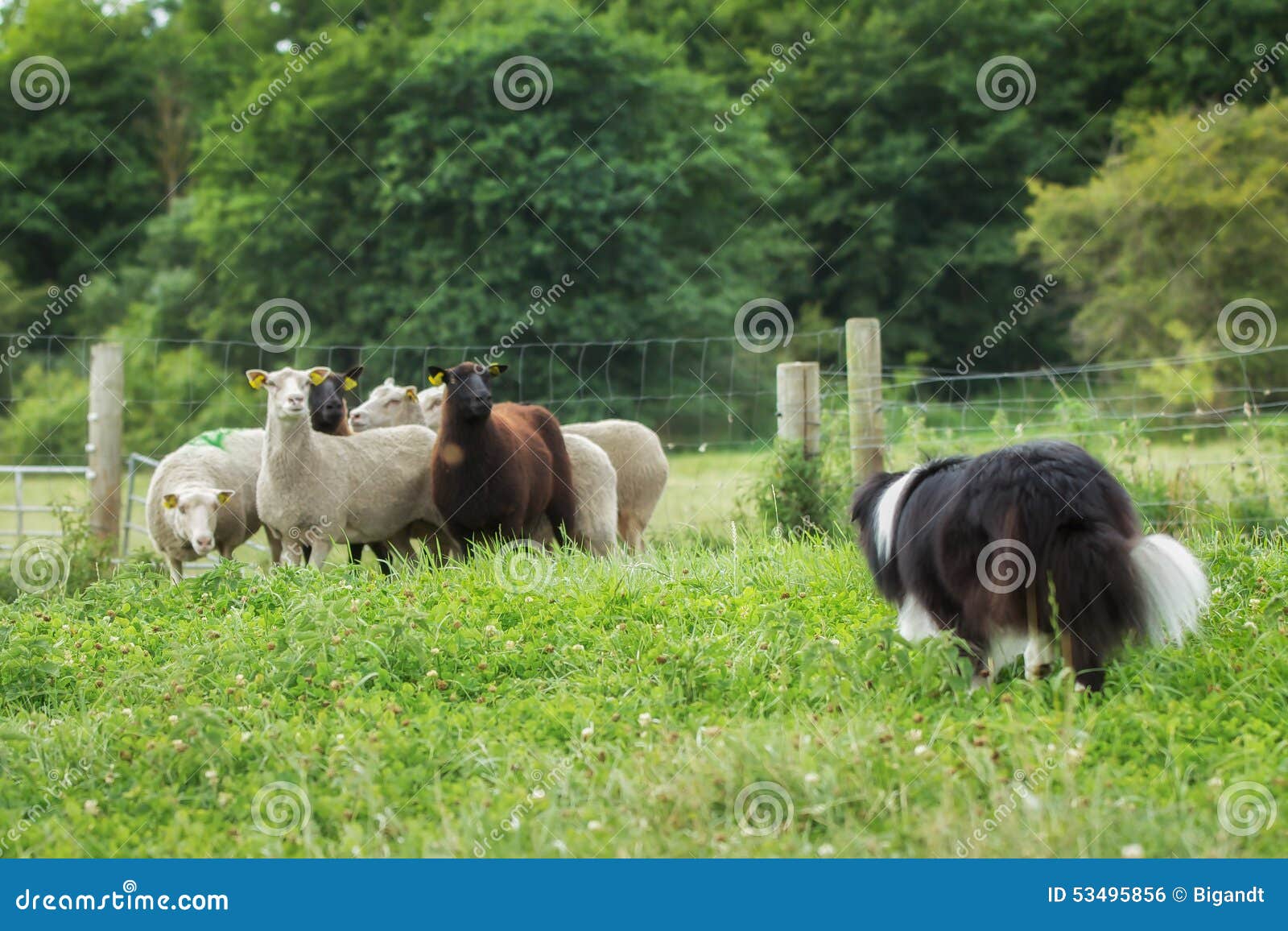 Border Collie Herding Sheep Stock Photo - Image of collie, protection ...