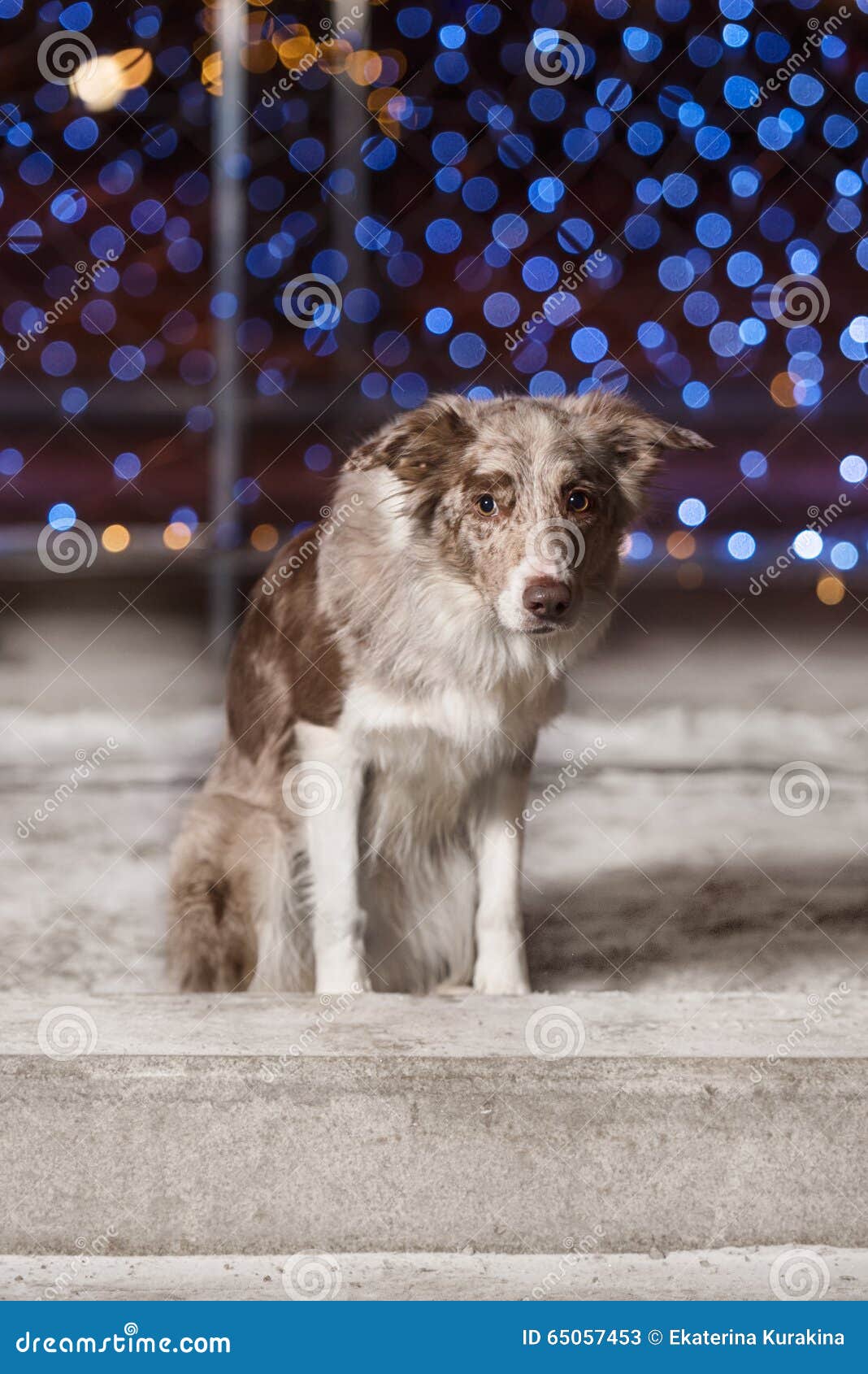 Border Collie Illuminated Light Stock Image - Image of inside, face ...