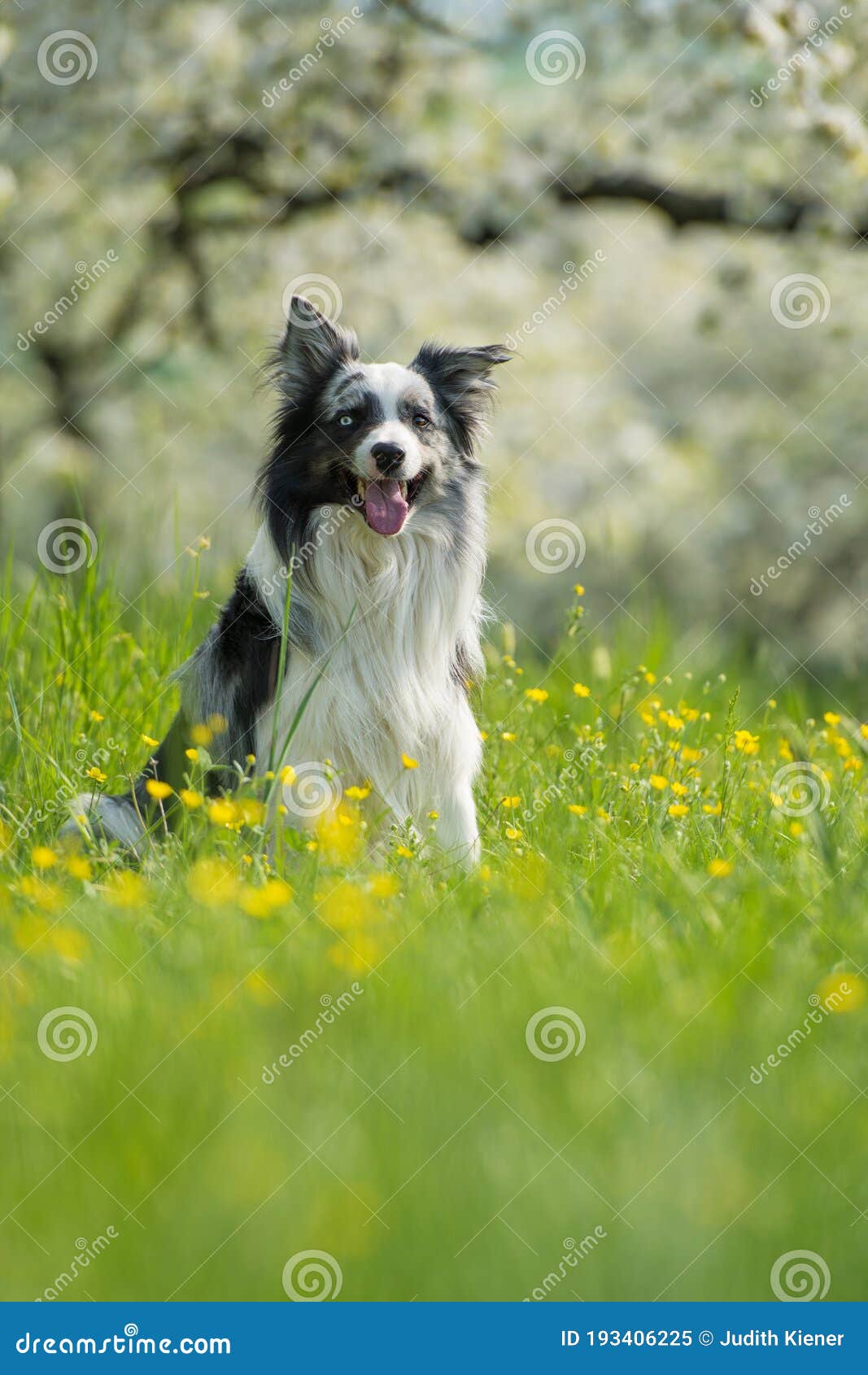 Border Collie Dog in a Spring Meadow Stock Image - Image of nature ...