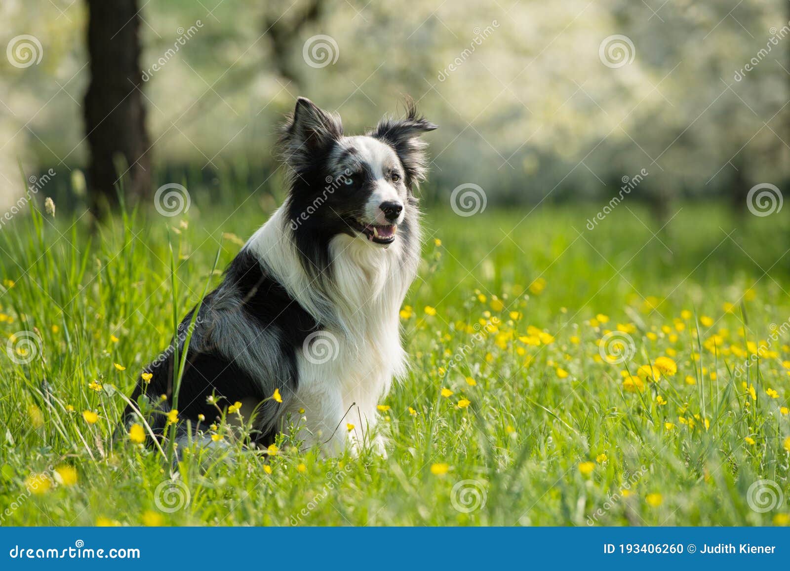Border Collie Dog in a Spring Meadow Stock Photo - Image of border ...