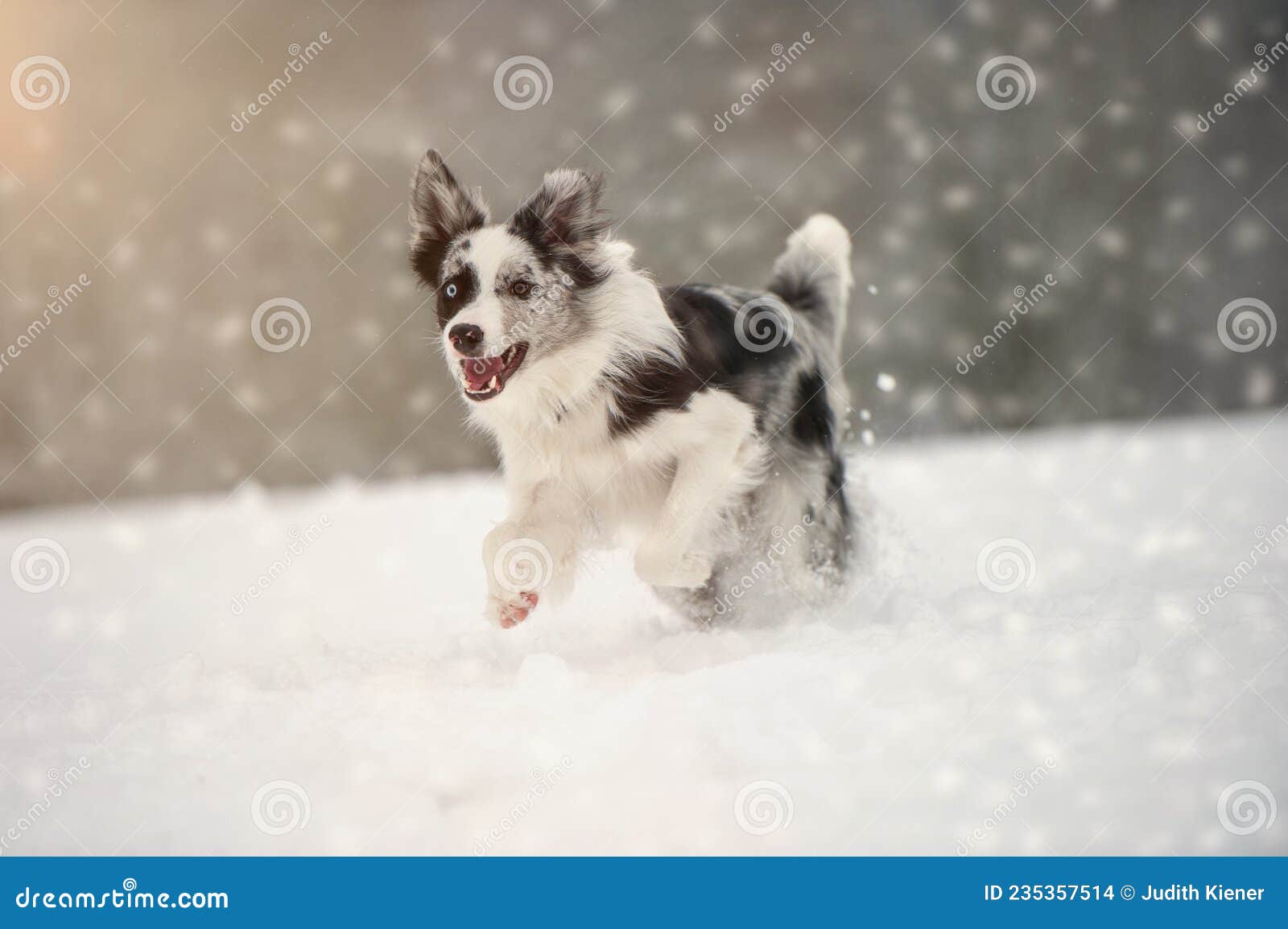 Border Collie Dog Runs in the Snow Stock Photo - Image of mammal ...