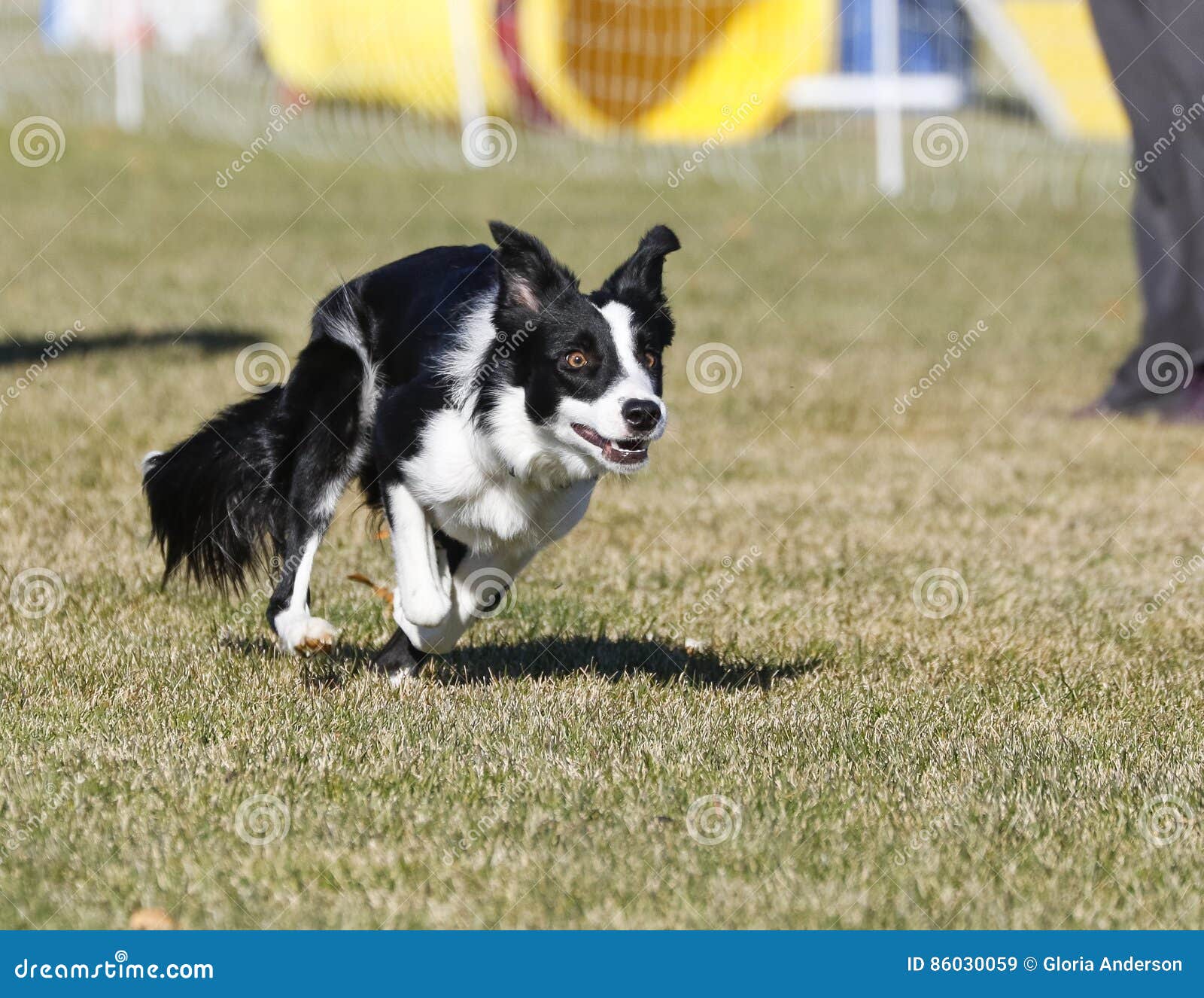 Border Collie Intense while Running Stock Image - Image of silly ...