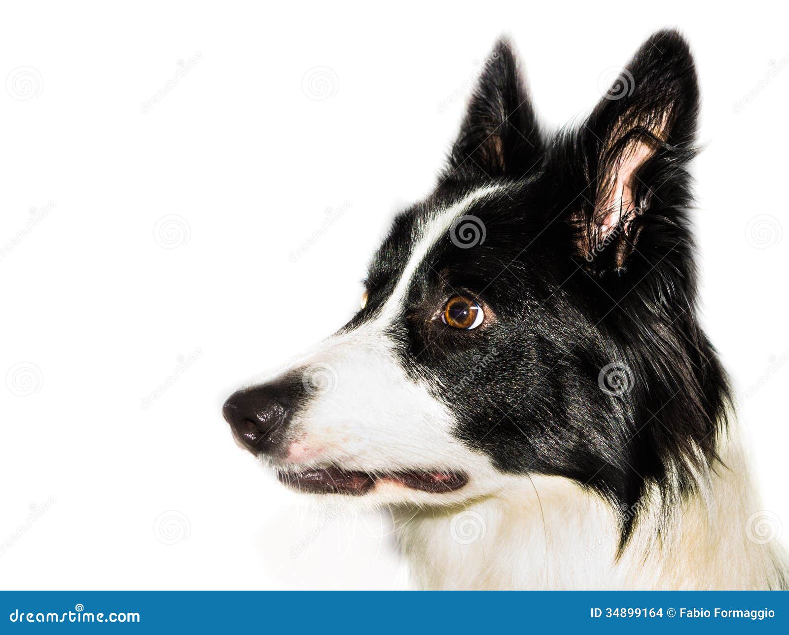 Border collie isolated stock photo. Image of cute, animal - 34899164
