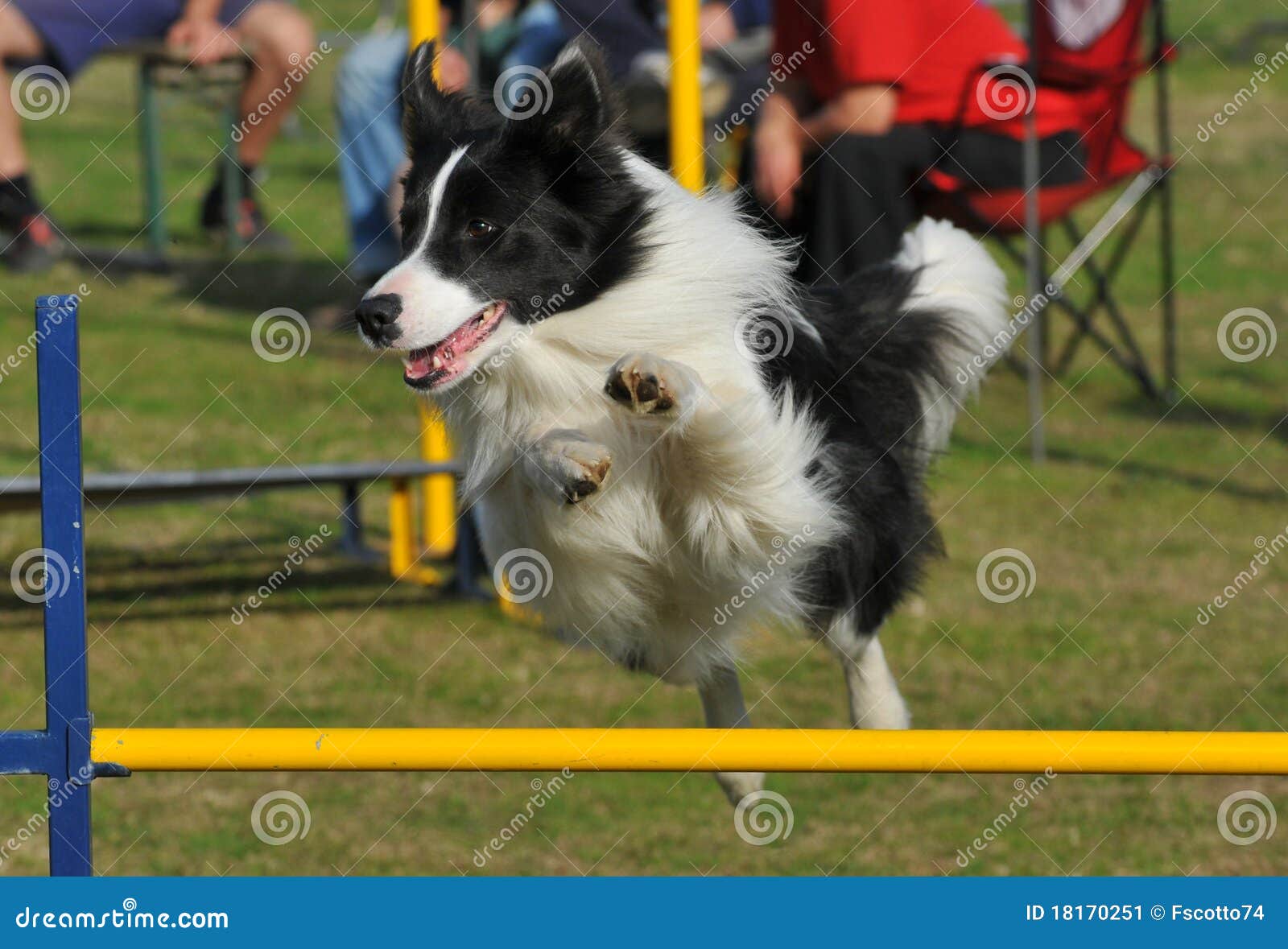 Border Collie jump stock image. Image of agility, collie - 18170251