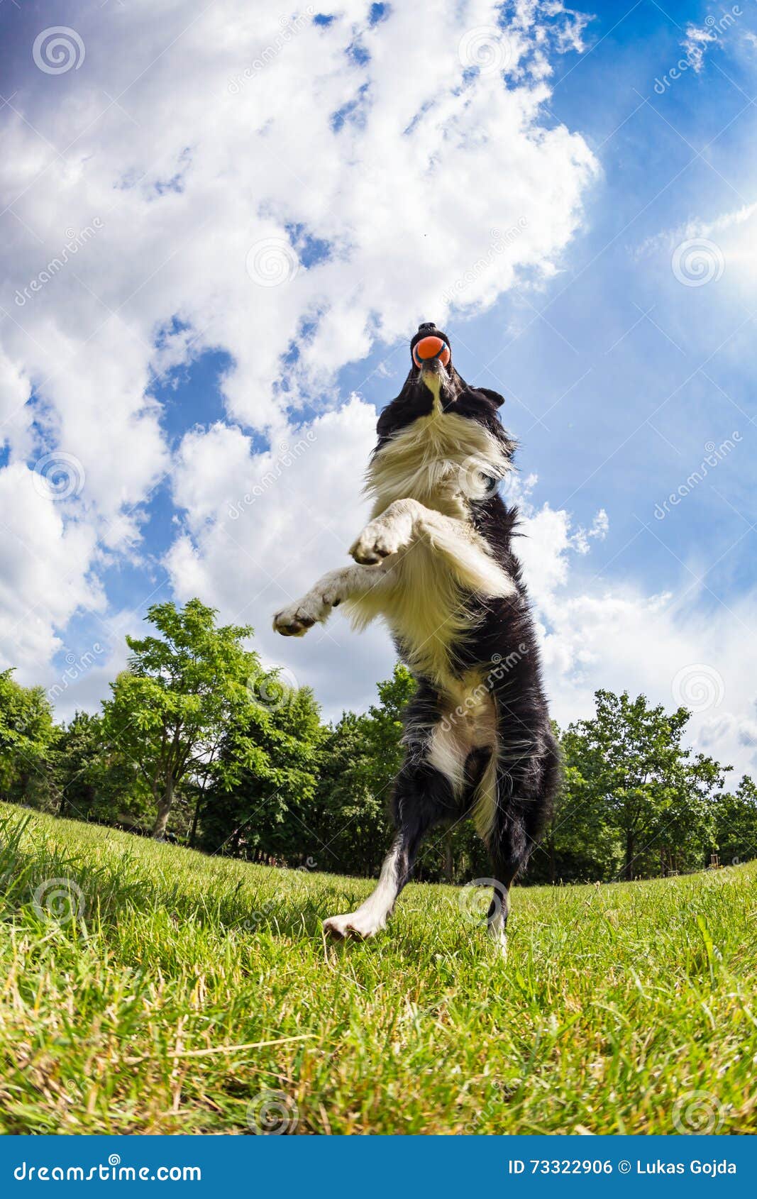 Border Collie Jumping for the Ball Stock Photo - Image of canine, ball ...