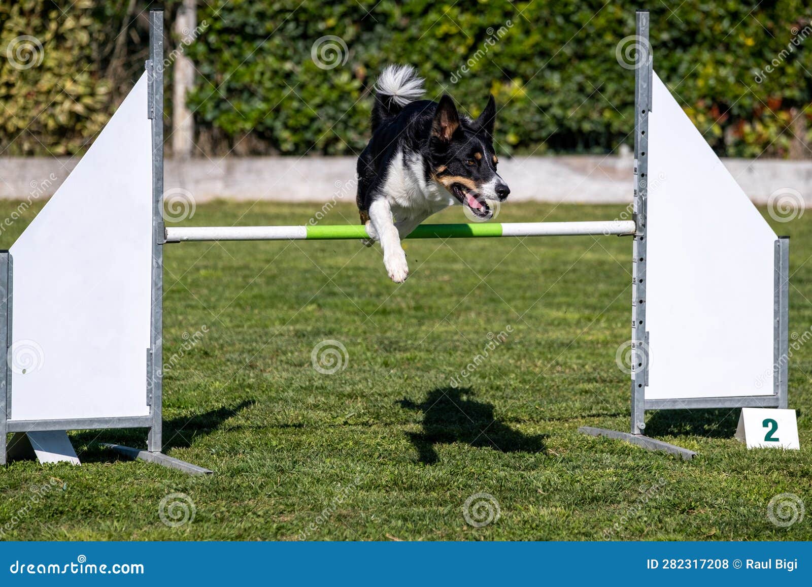 Border Collie Jumping Over the Obstacle during Agility Training ...