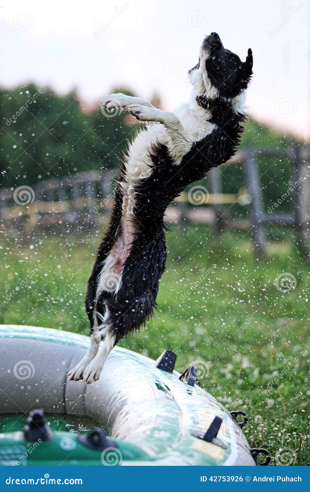 Border Collie Jumping Over the Water Drops Stock Photo - Image of play ...