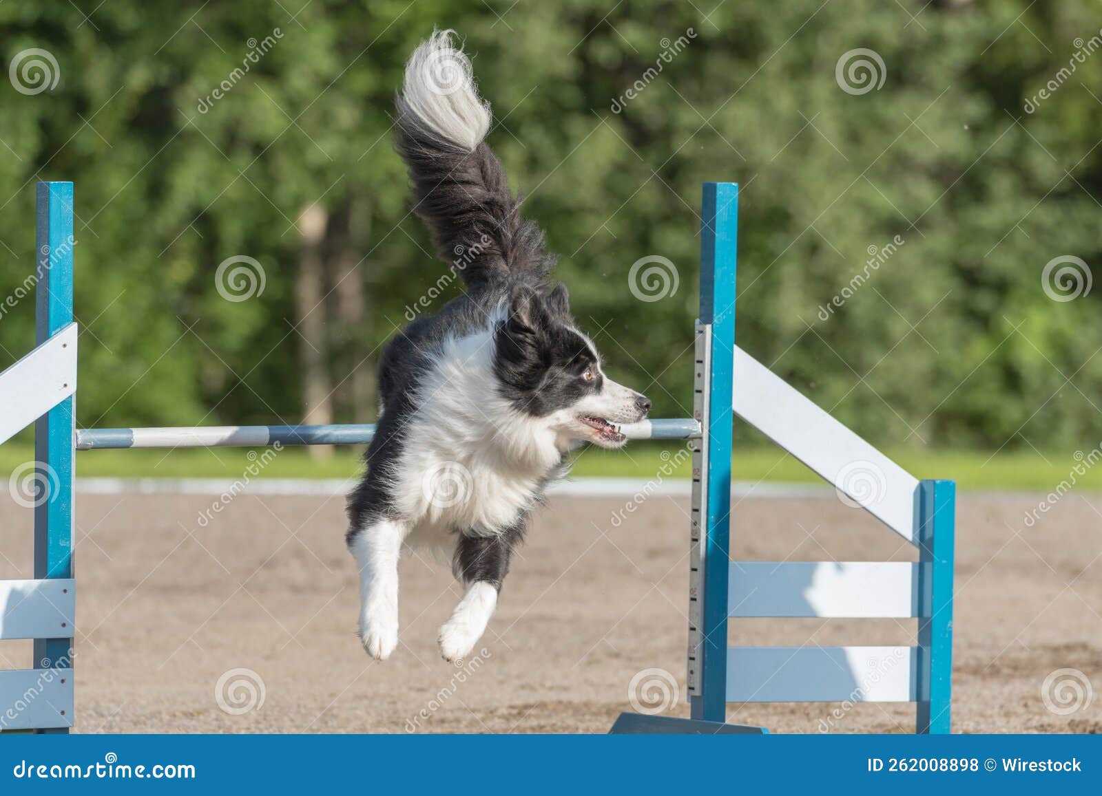 Border Collie Jumps Over an Agility Hurdle in Agility Competition Stock ...