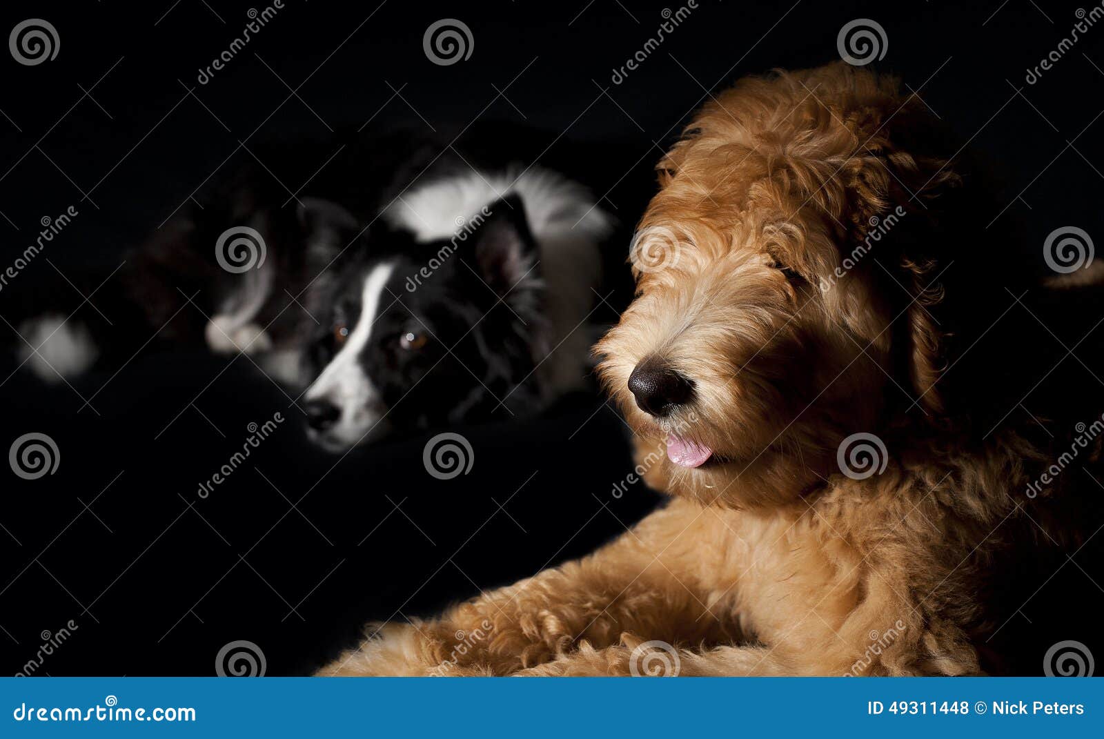 Border Collie and Labradoodle Stock Photo - Image of snout, terrier ...