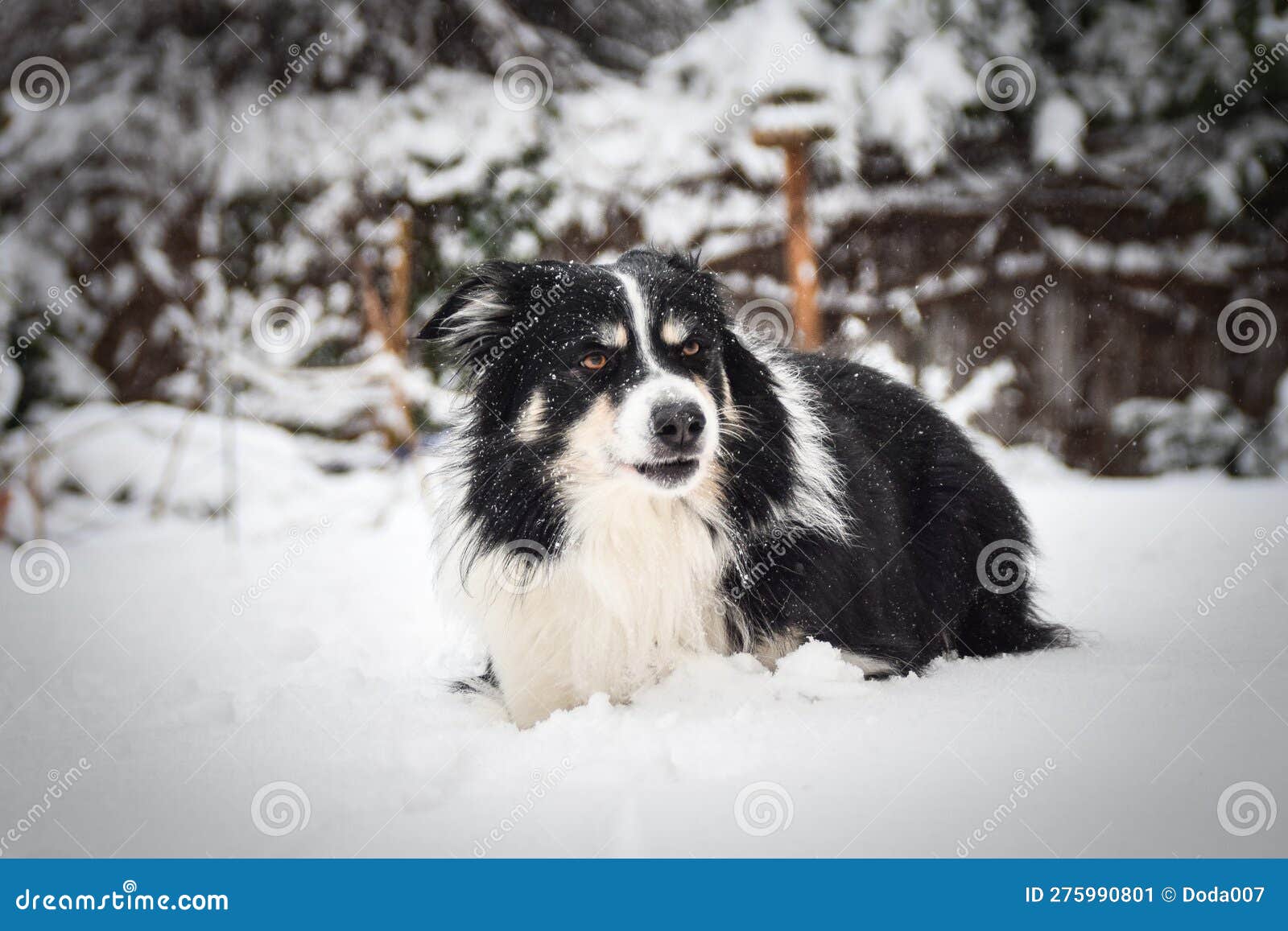 Border Collie is Laying in the Snow. Stock Image - Image of freezing ...