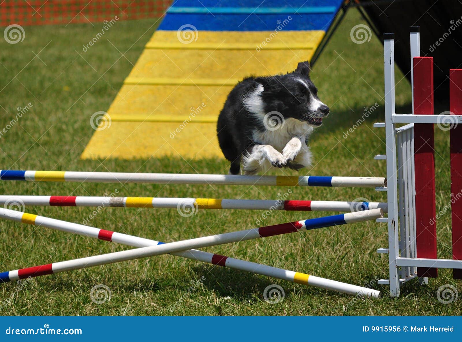 Border Collie Leaping Over Jump at Agility Trial Stock Photo - Image of ...