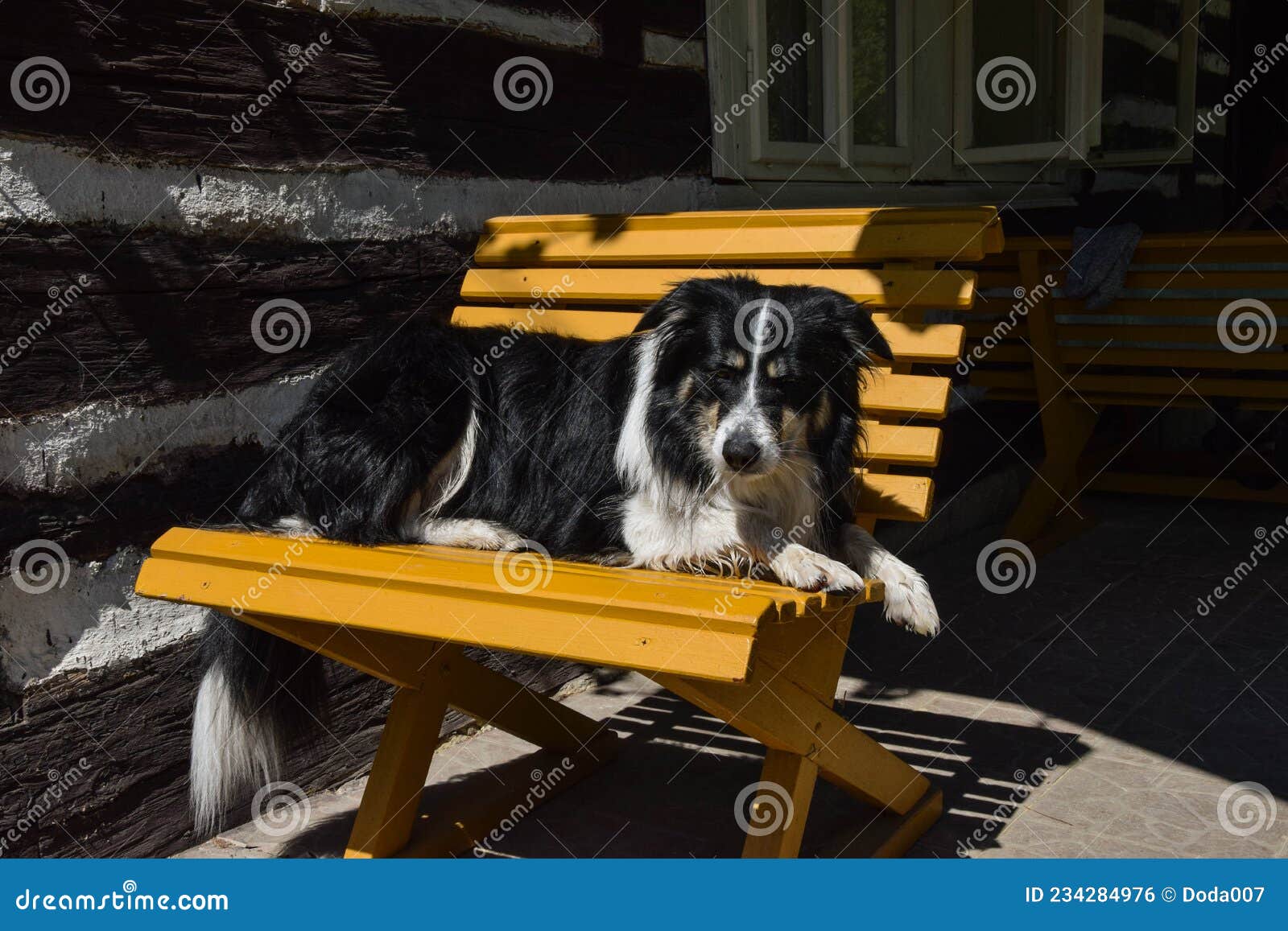 Border Collie is Lying on the Bench. Stock Photo - Image of beach ...