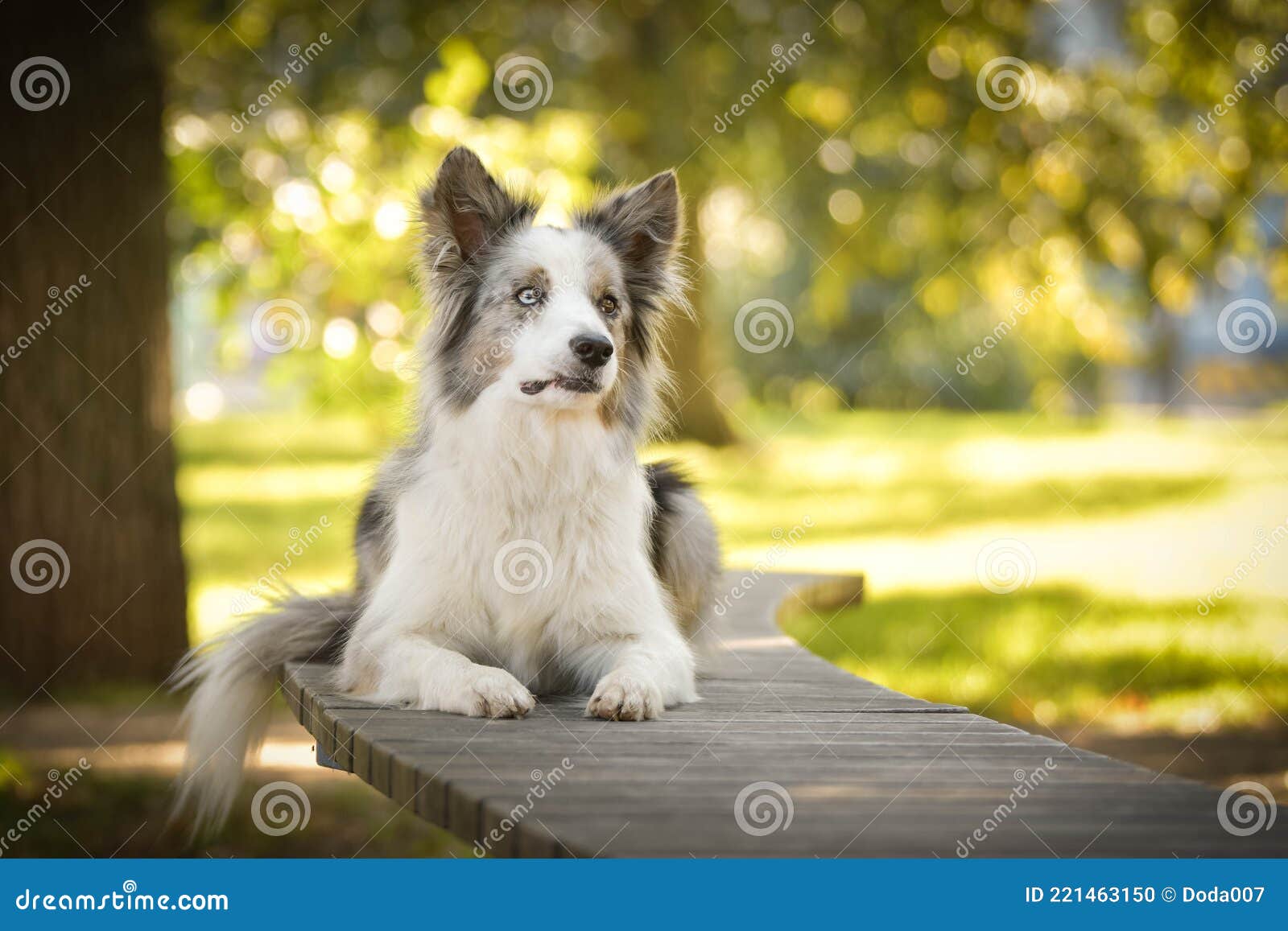 Border Collie is Lying on the Bench. Stock Photo - Image of canine ...