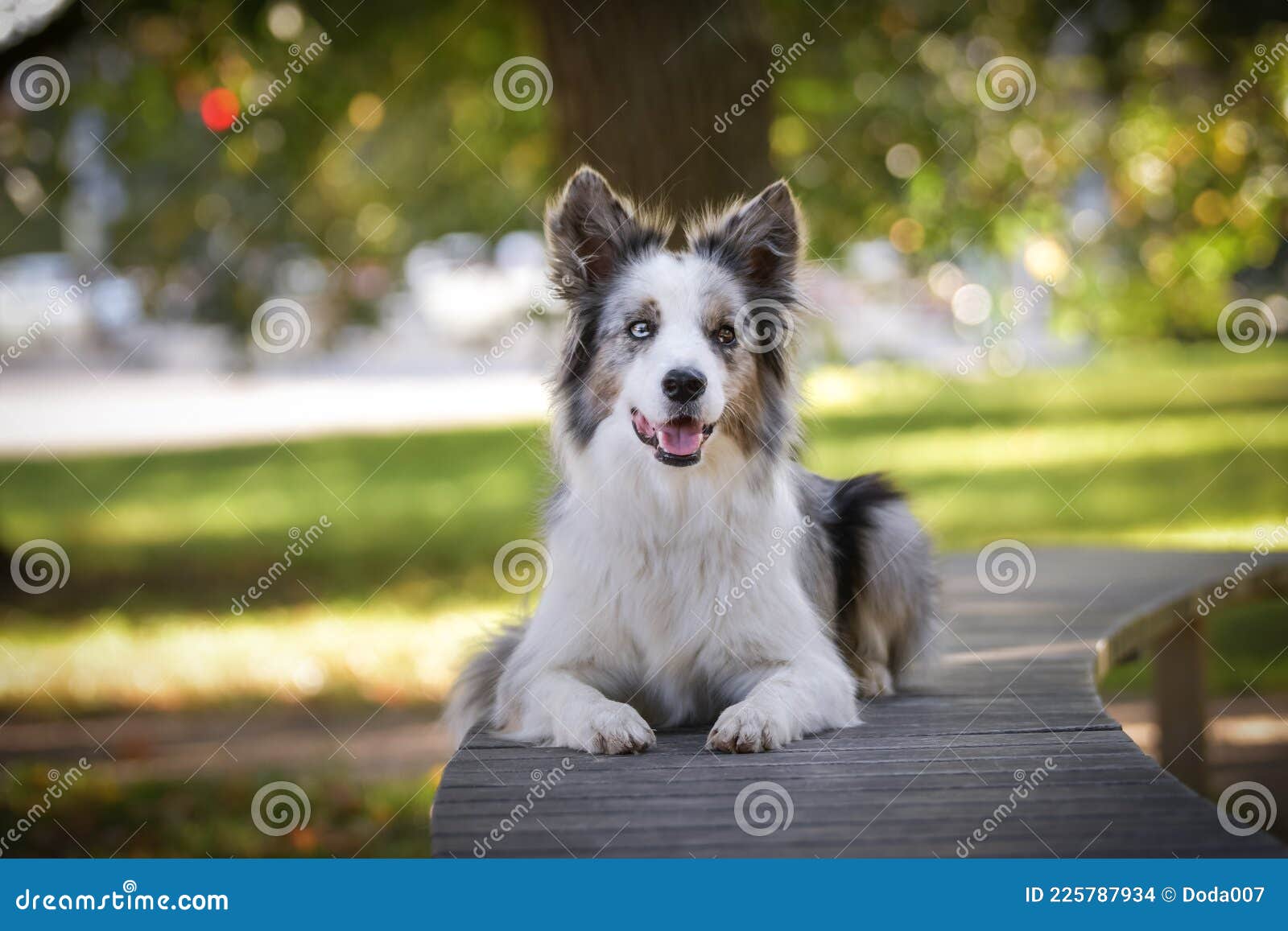 Border Collie is Lying on the Bench. Stock Photo - Image of nature ...