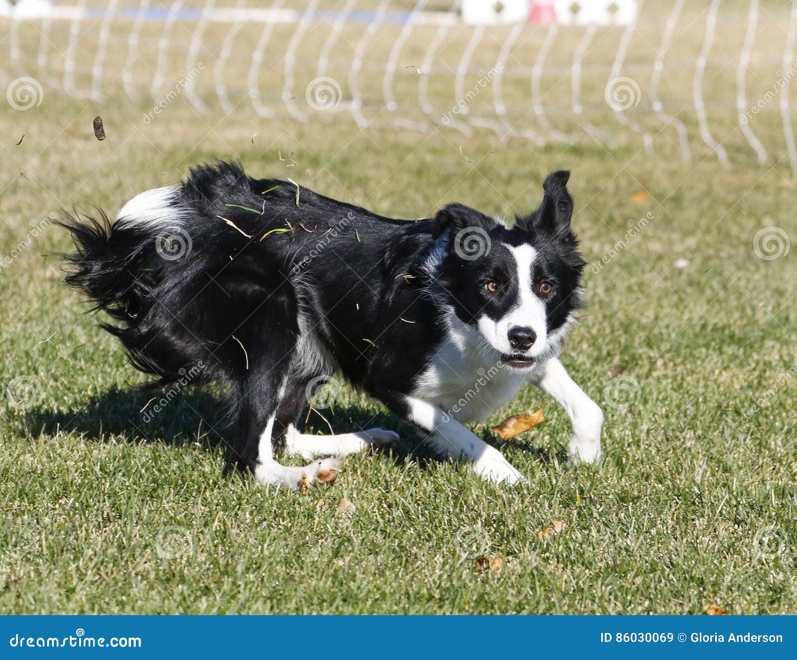 Border Collie Making a a Funny Face while Playing Stock Image - Image ...