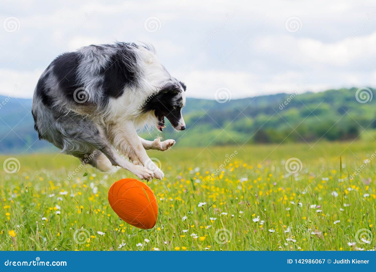 Jumping Border Collie Dog in a Meadow Stock Image - Image of action ...