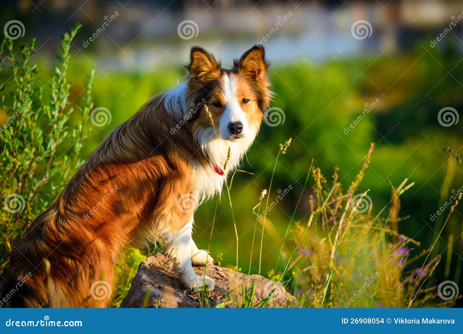 Border Collie in the Morning Light, Portrait Stock Photo - Image of ...