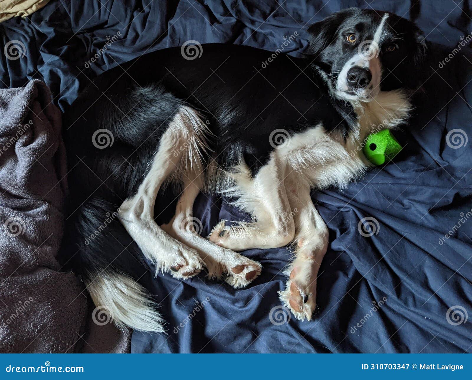 A Border Collie Mutt Sleeping in a Bed during Stock Image - Image of ...