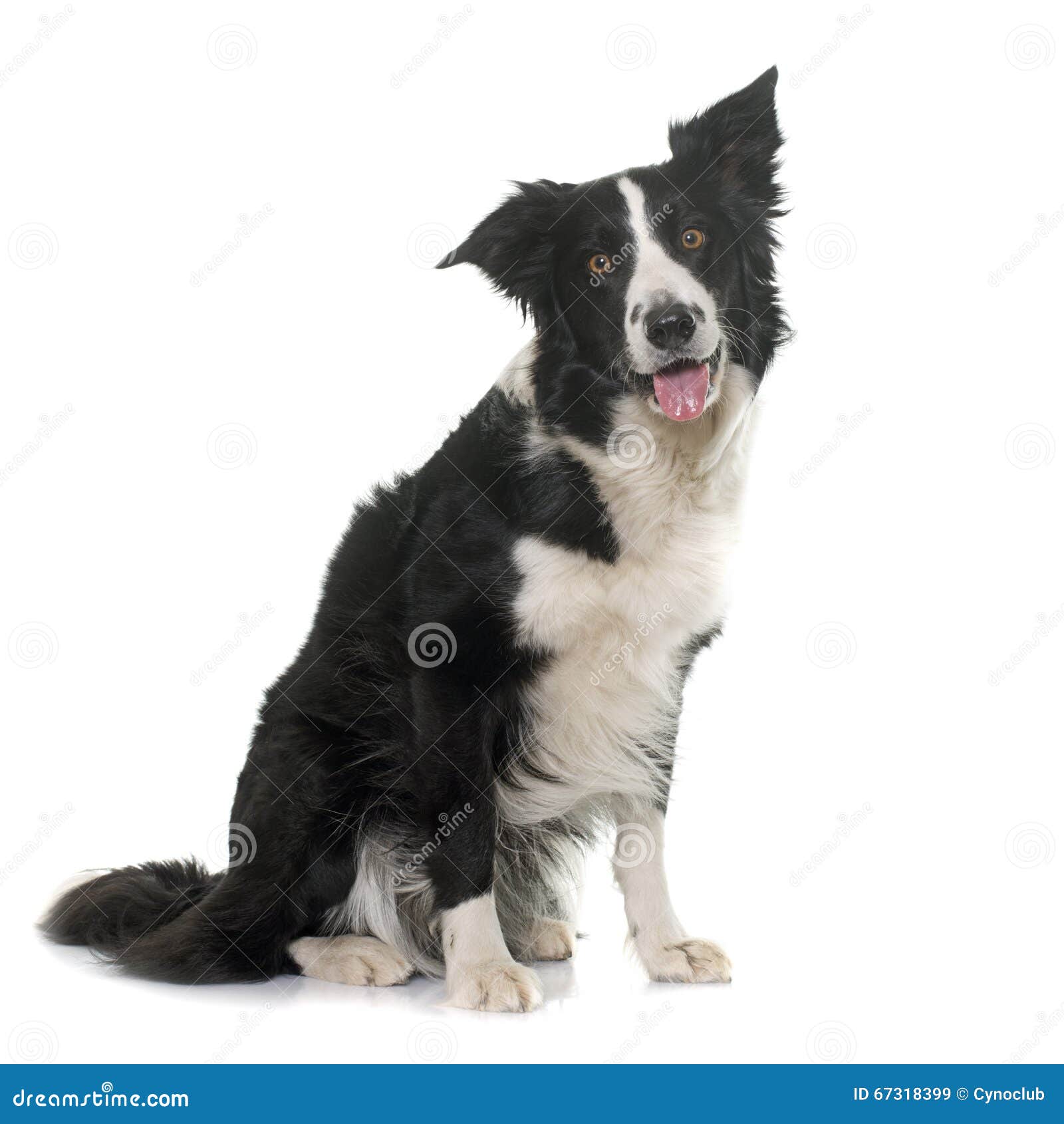 Border Collie Noir Et Blanc Image stock - Image du crabot, cadre: 67318399