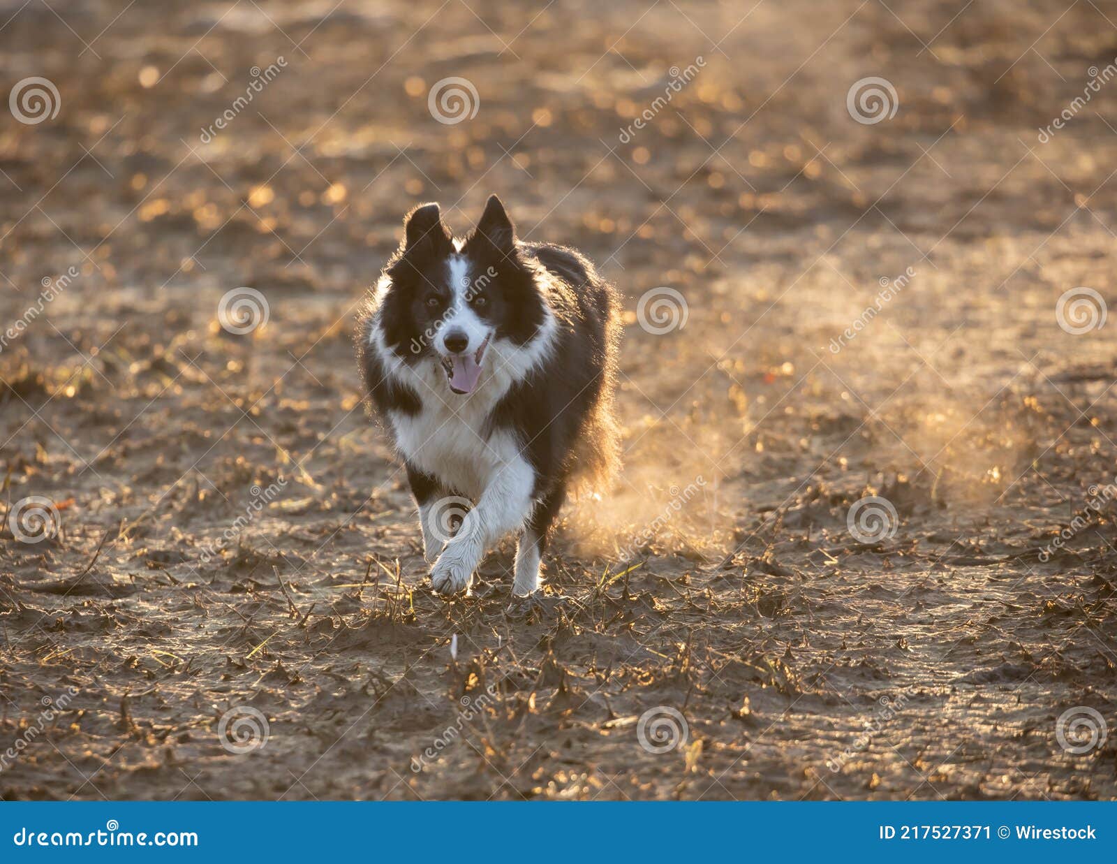 Border Collie Outside at Sunset Stock Image - Image of border, sunset ...