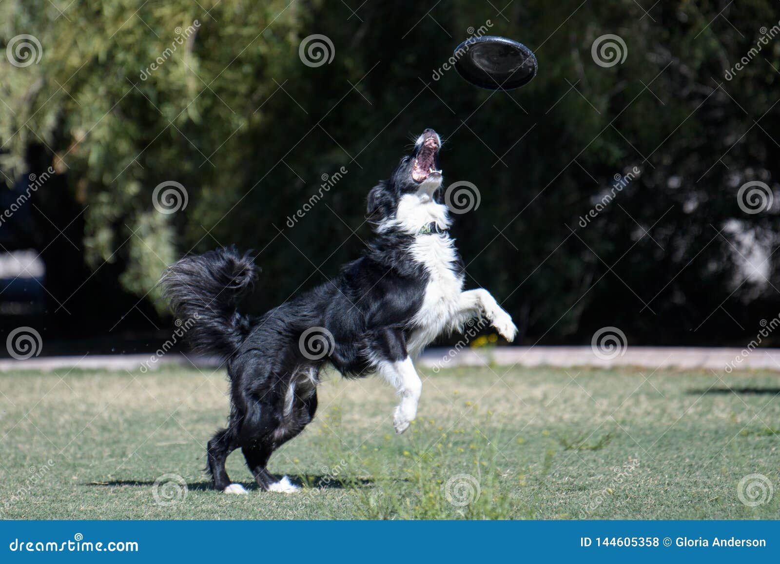 Border Collie Looking Up To Catch a Disc Stock Photo - Image of canine ...