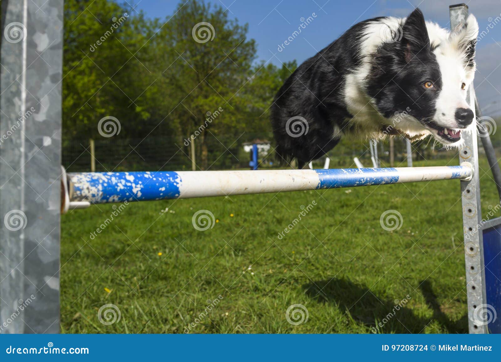Border Collie Performing the Sport of Agility Stock Photo - Image of ...