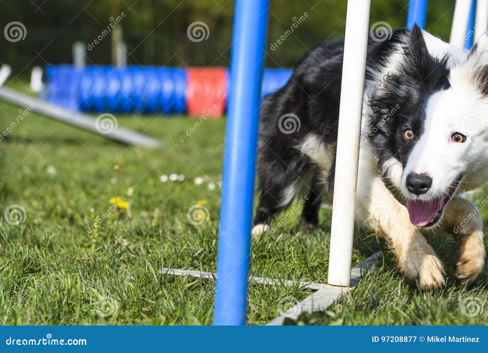 Border Collie Performing the Sport of Agility Stock Image - Image of ...
