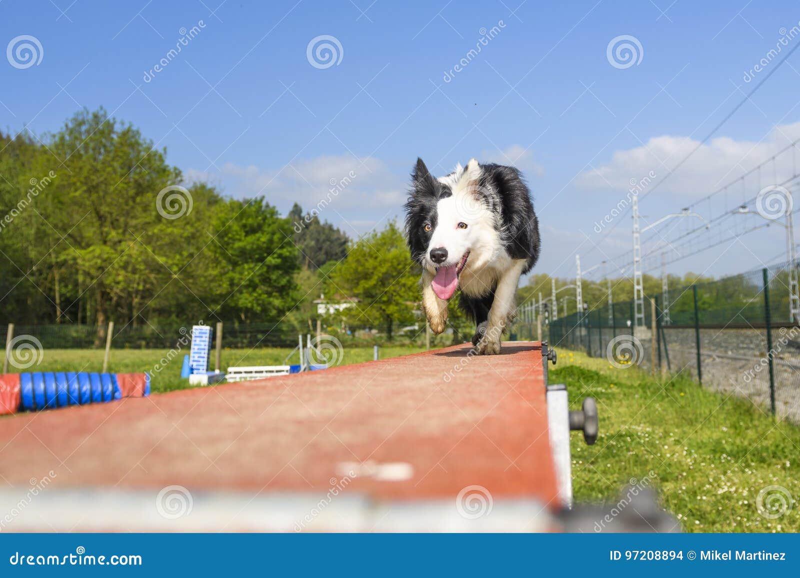 Border Collie Performing the Sport of Agility Stock Photo - Image of ...