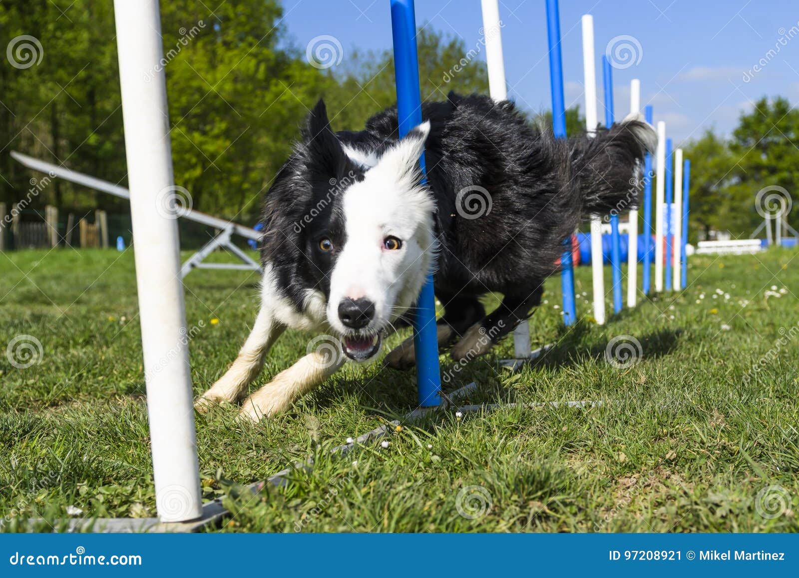 Border Collie Performing the Sport of Agility Stock Image - Image of ...