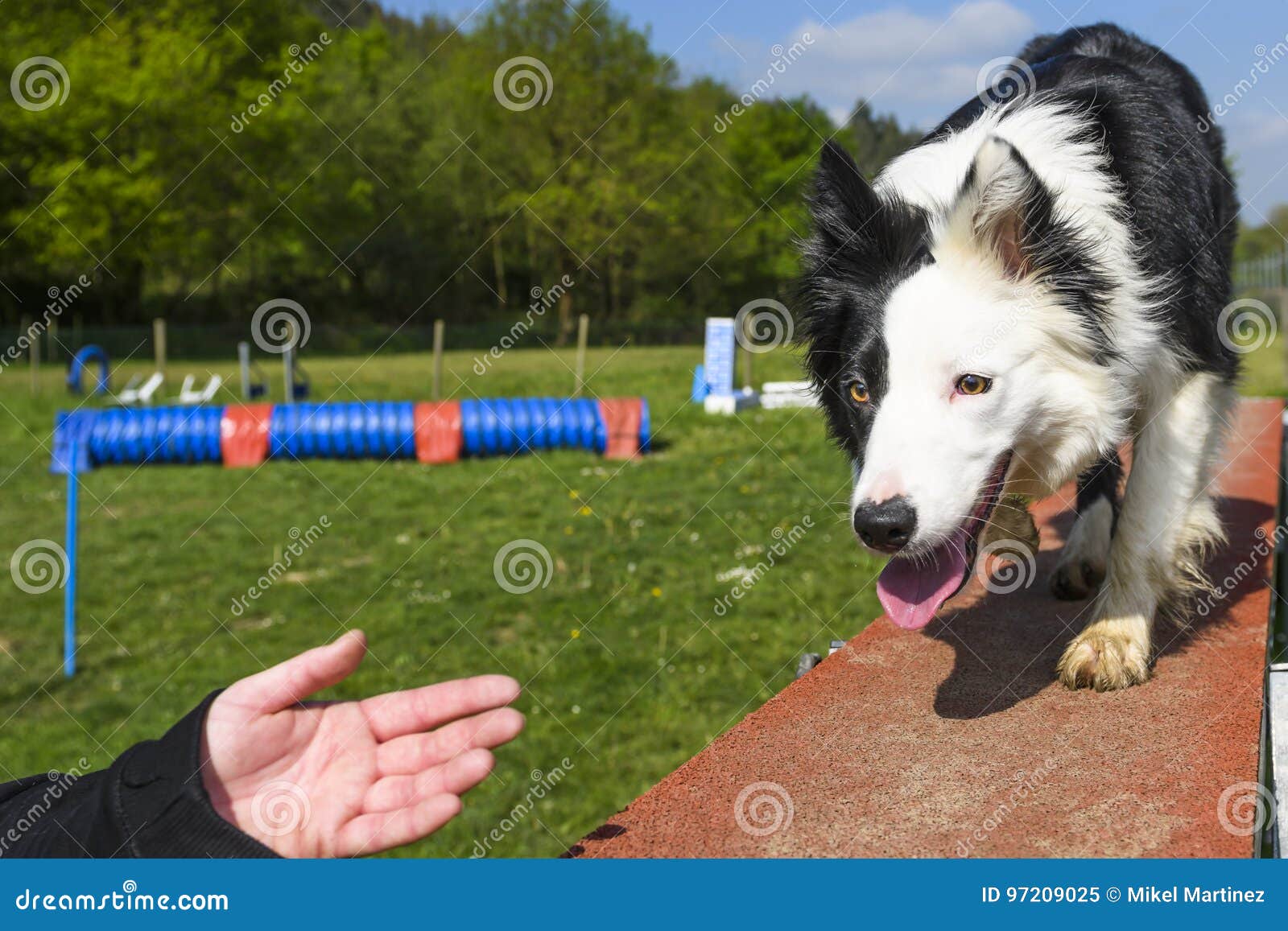 Border Collie Performing the Sport of Agility Stock Image - Image of ...