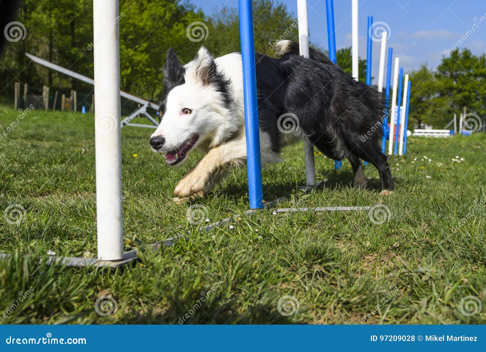 Border Collie Performing the Sport of Agility Stock Photo - Image of ...