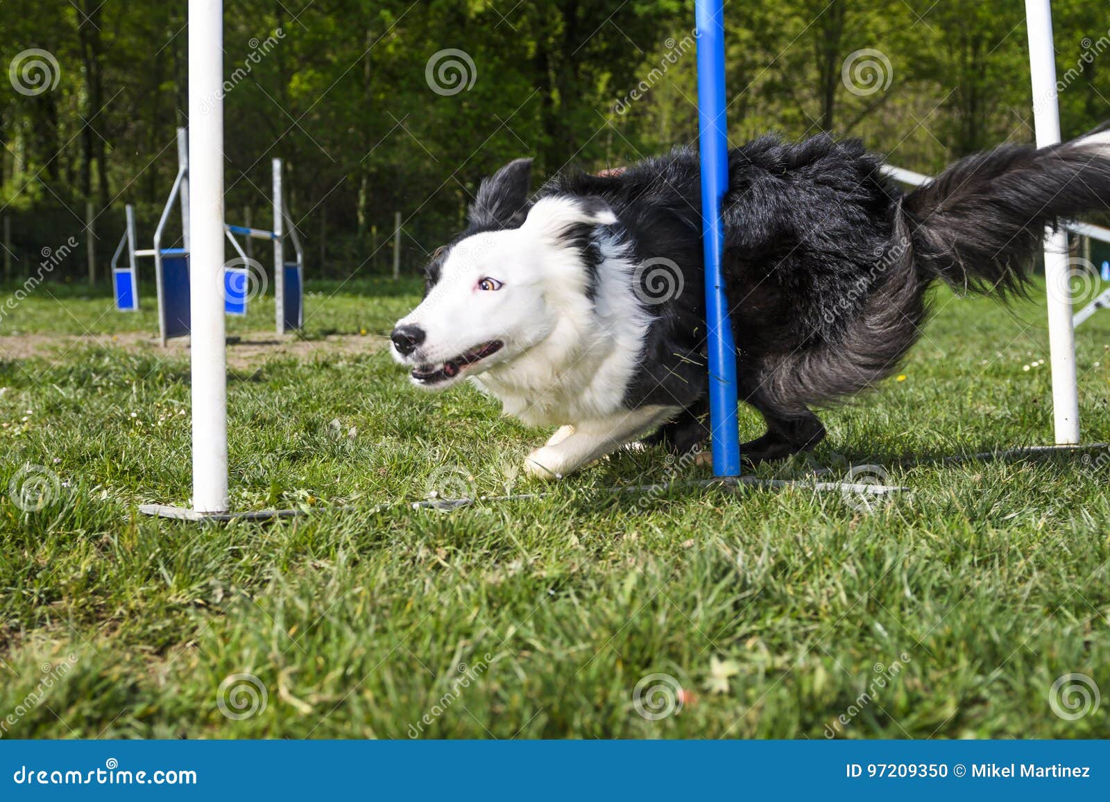 Border Collie Performing the Sport of Agility Stock Photo - Image of ...