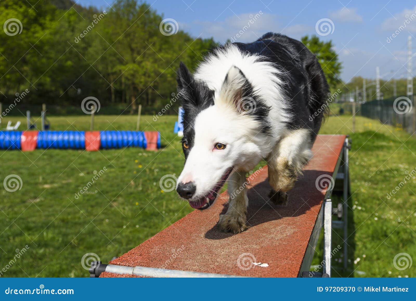 Border Collie Performing the Sport of Agility Stock Photo - Image of ...