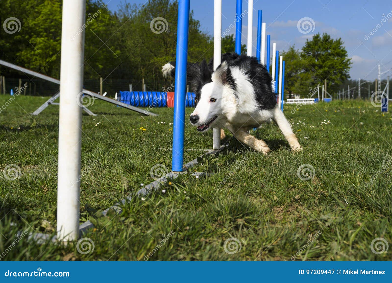 Border Collie Performing the Sport of Agility Stock Image - Image of ...